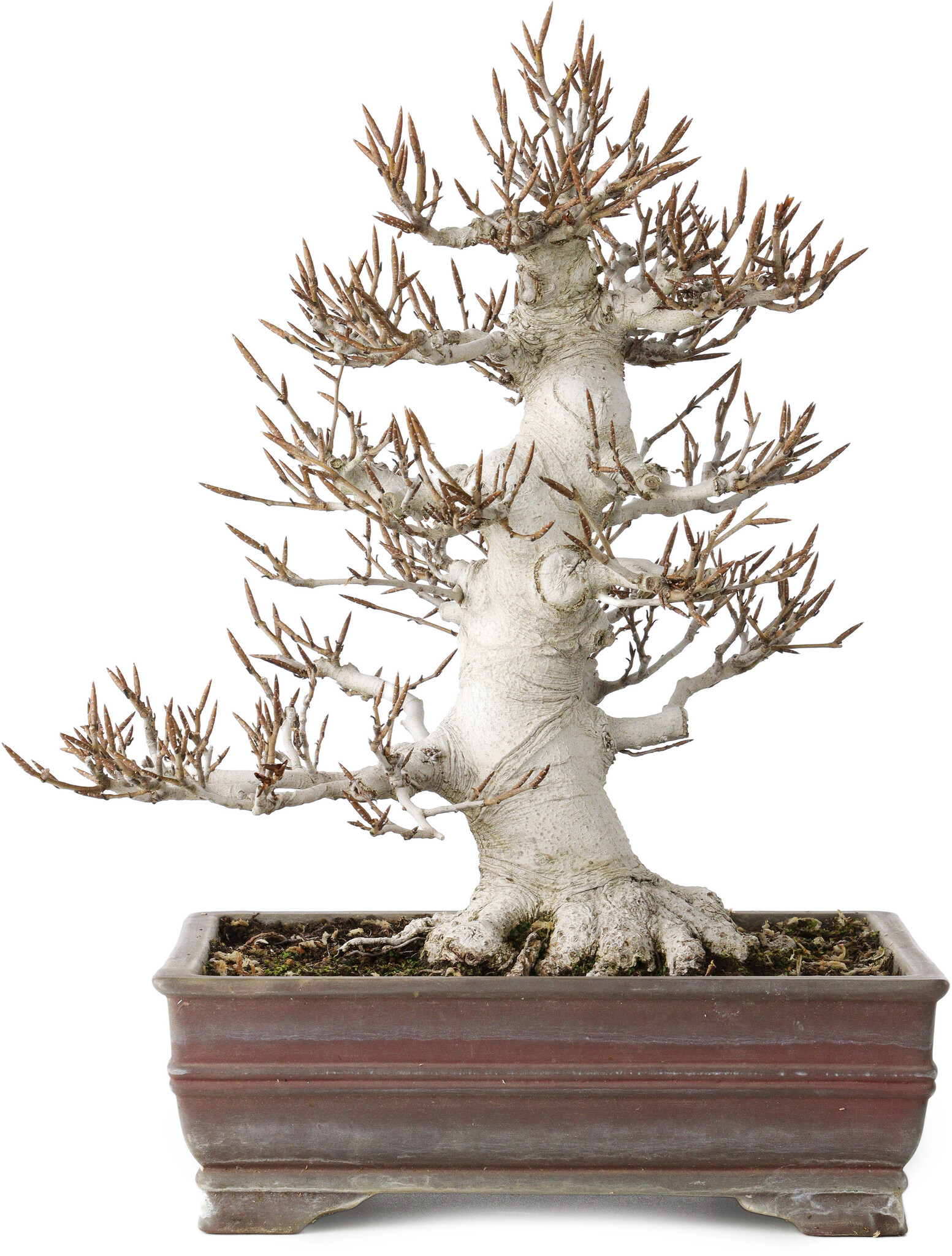 Fagus crenata, 32 cm, ± 30 jaar oud, in een handgemaakte Japanse pot ...