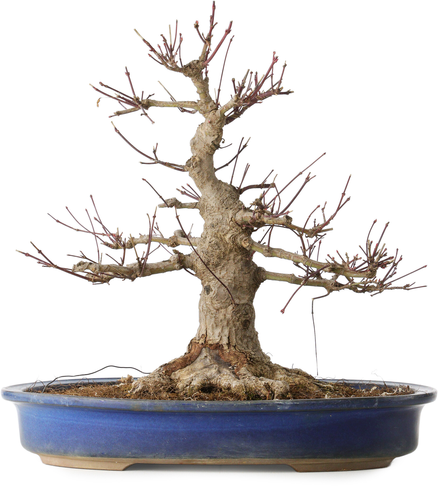 Acer palmatum, 33 cm, ± 30 años, con un nebari de 18 cm y una herida bastante grande en el ...