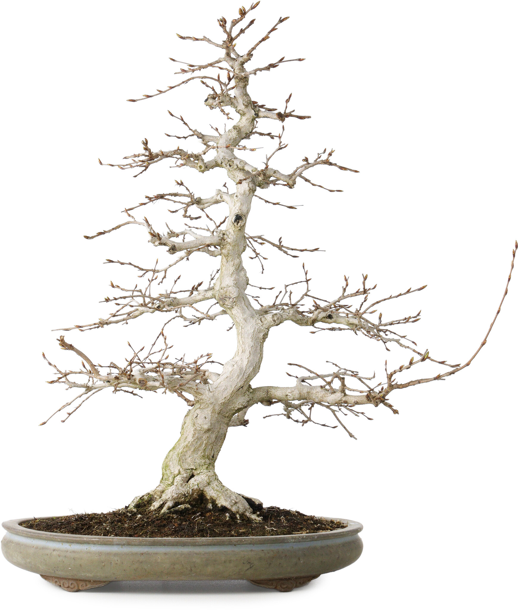 Carpinus coreana, 49 cm, ± 30 años, en maceta hecha a mano, con un ...