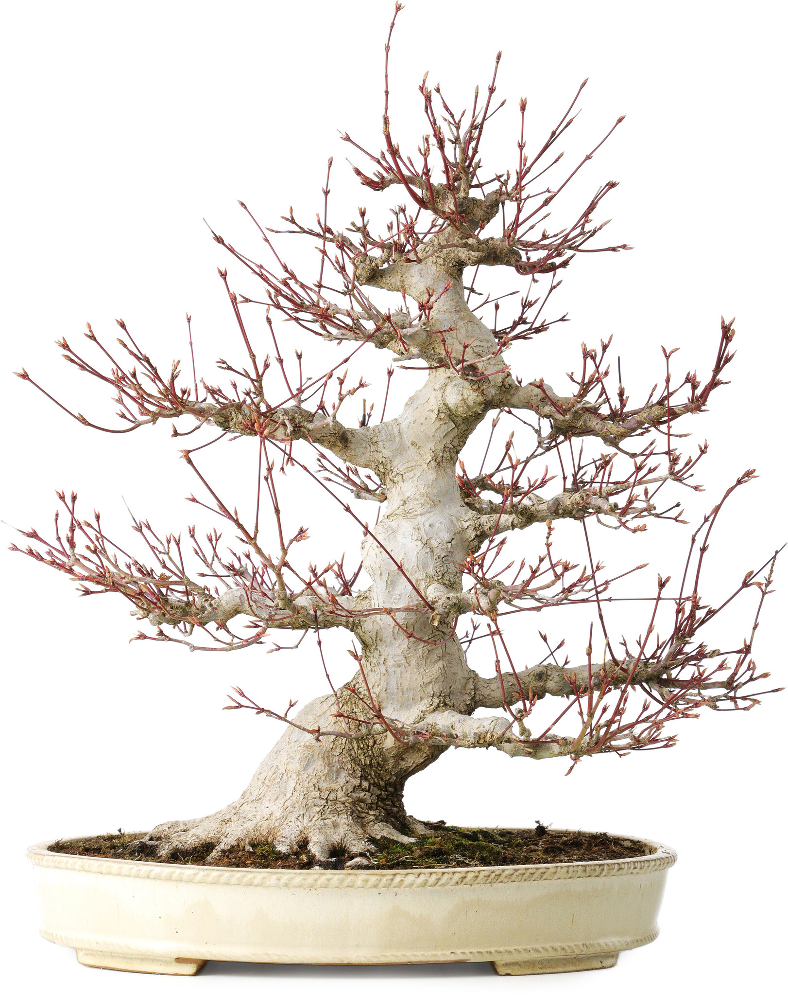 Acer palmatum, 52 cm, ± 40 ans, avec un nebari de 26 cm, avec une bonne ramification, un bon ...