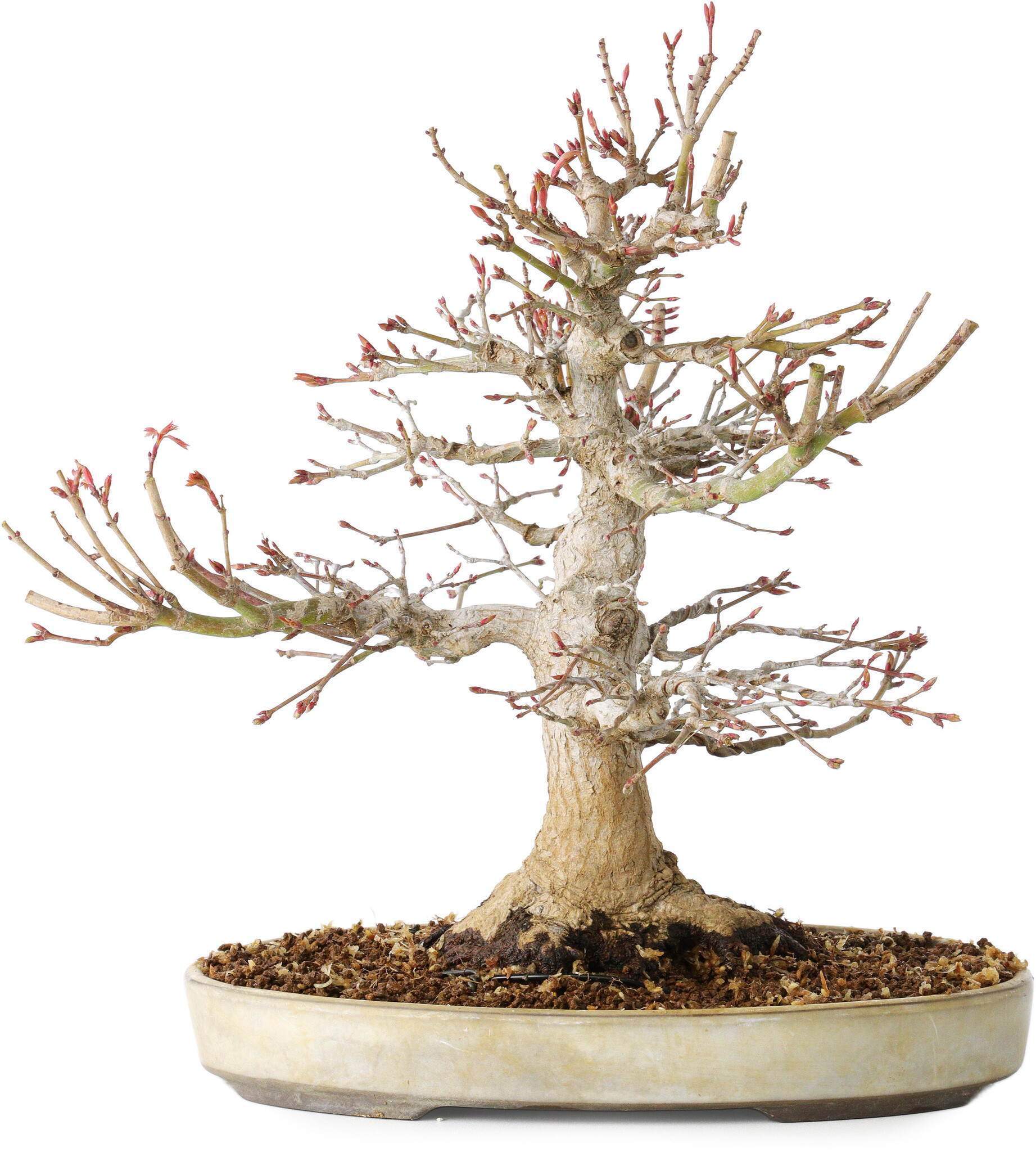 Acer palmatum, 27 cm, ± 25 years old, with a nebari of 13 cm - Bonsai Plaza