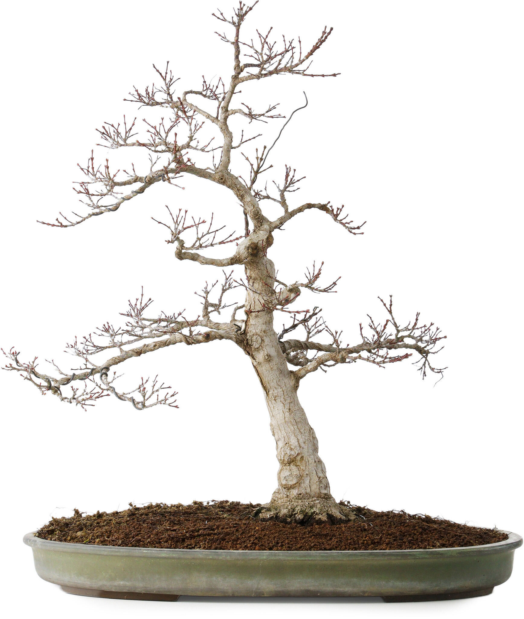 Acer palmatum, 65 cm, ± 30 years old, with a nebari of 16 cm, with ...