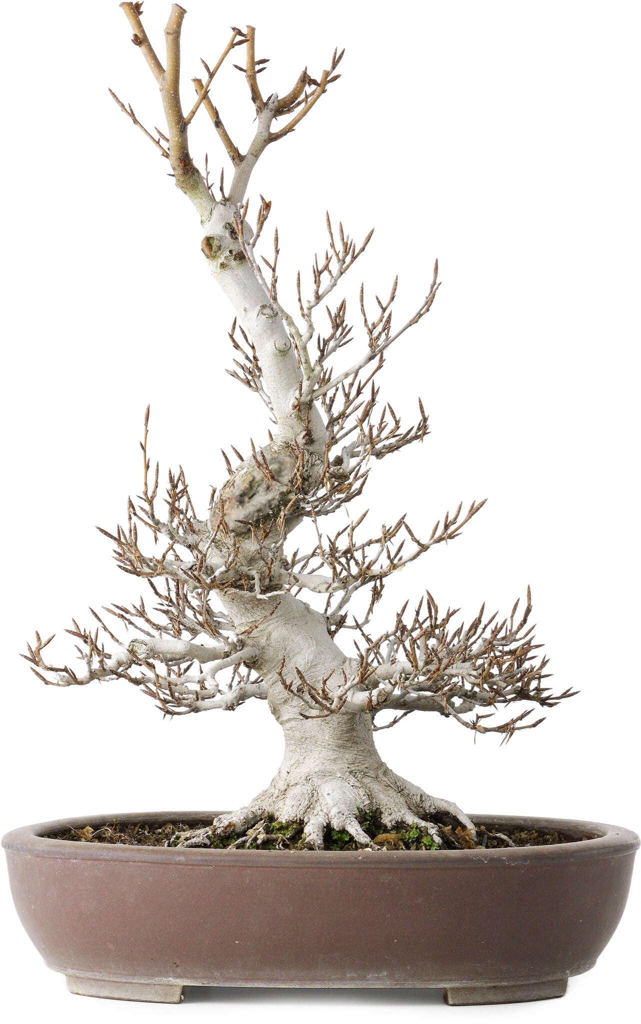 Fagus crenata, 44 cm, ± 30 years old, with a nebari of 17 cm, in a ...