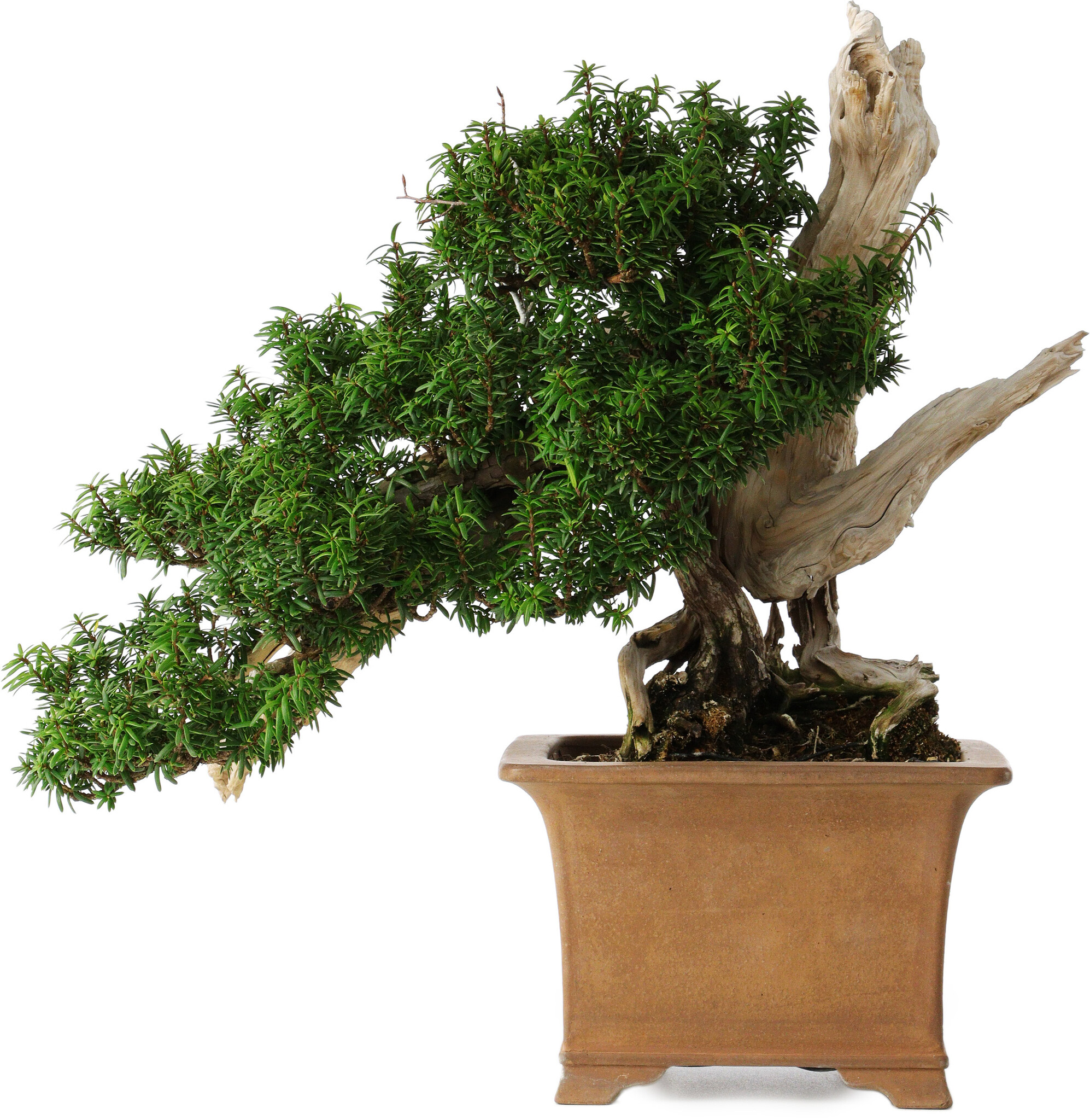 Taxus cuspidata, 38 cm, ± 70 years old, with a nebari of 17 cm, in a ...