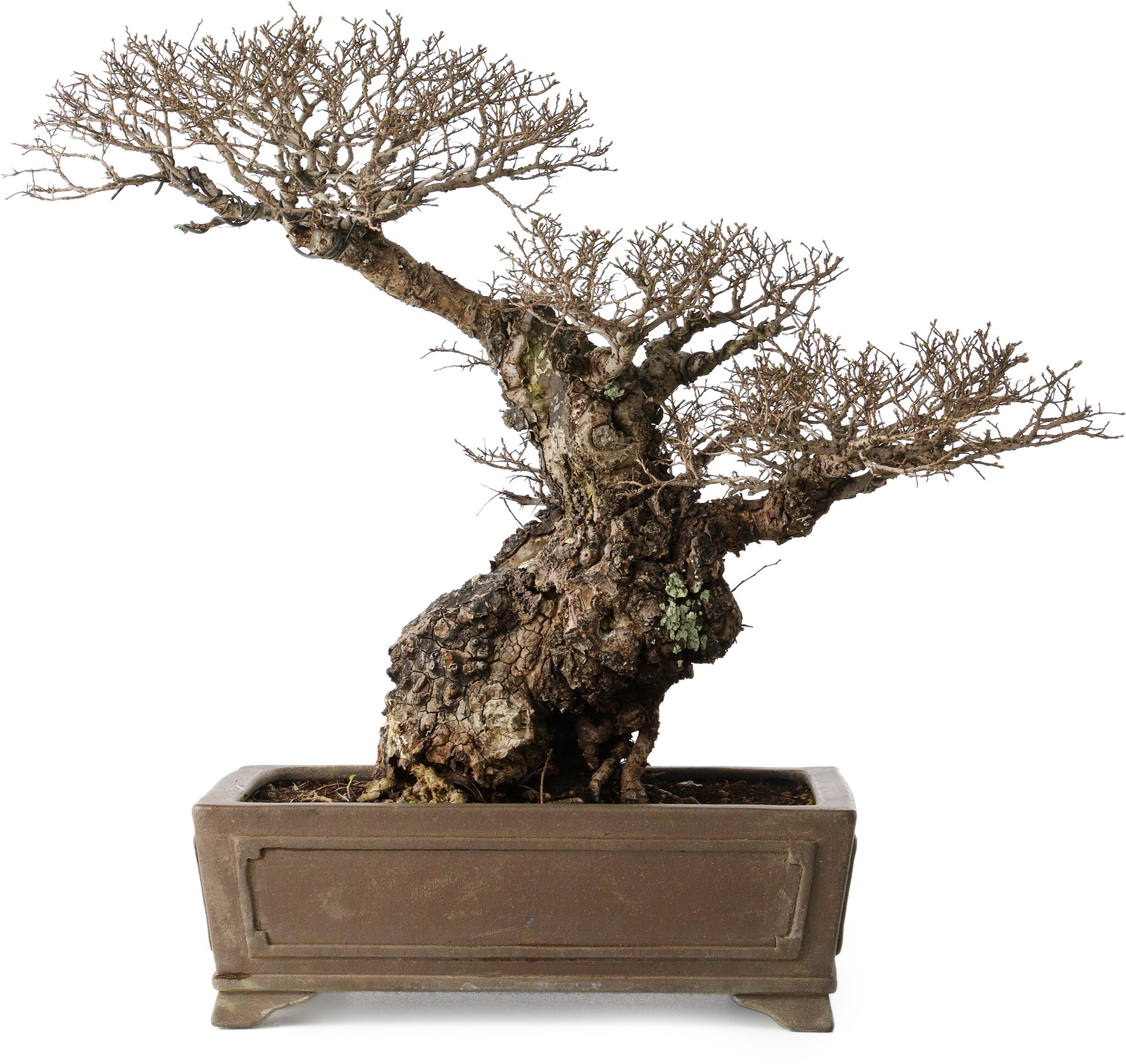 Ulmus parvifolia Nire, 42 cm, ± 40 años, con un nebari de 14 cm, en una ...