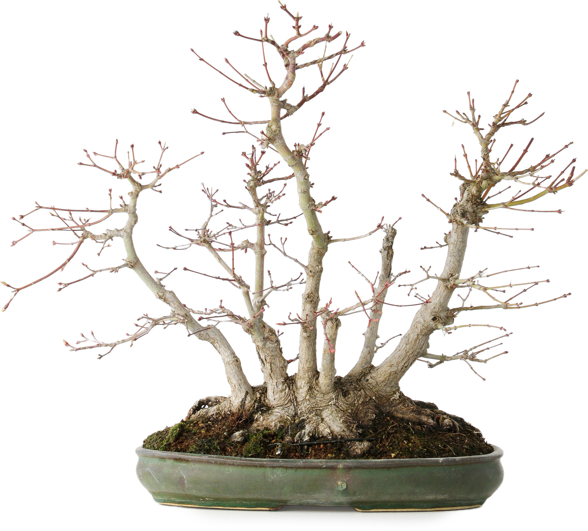 Acer palmatum, 38 cm, ± 30 years old, with a nebari of 24 cm - Bonsai Plaza