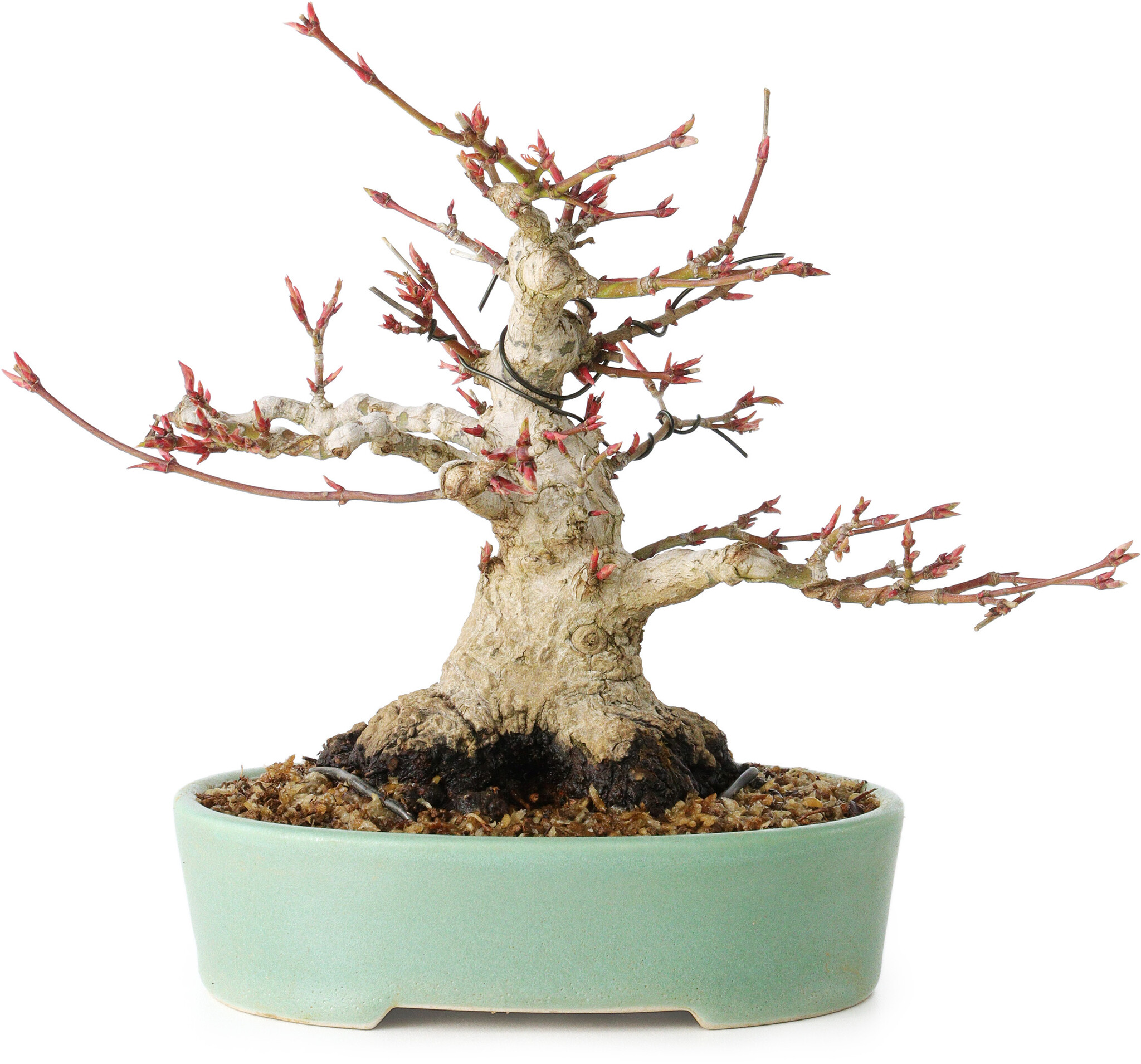 Acer palmatum, 16 cm, ± 25 años, con un nebari de 9,5 cm - Bonsai Plaza