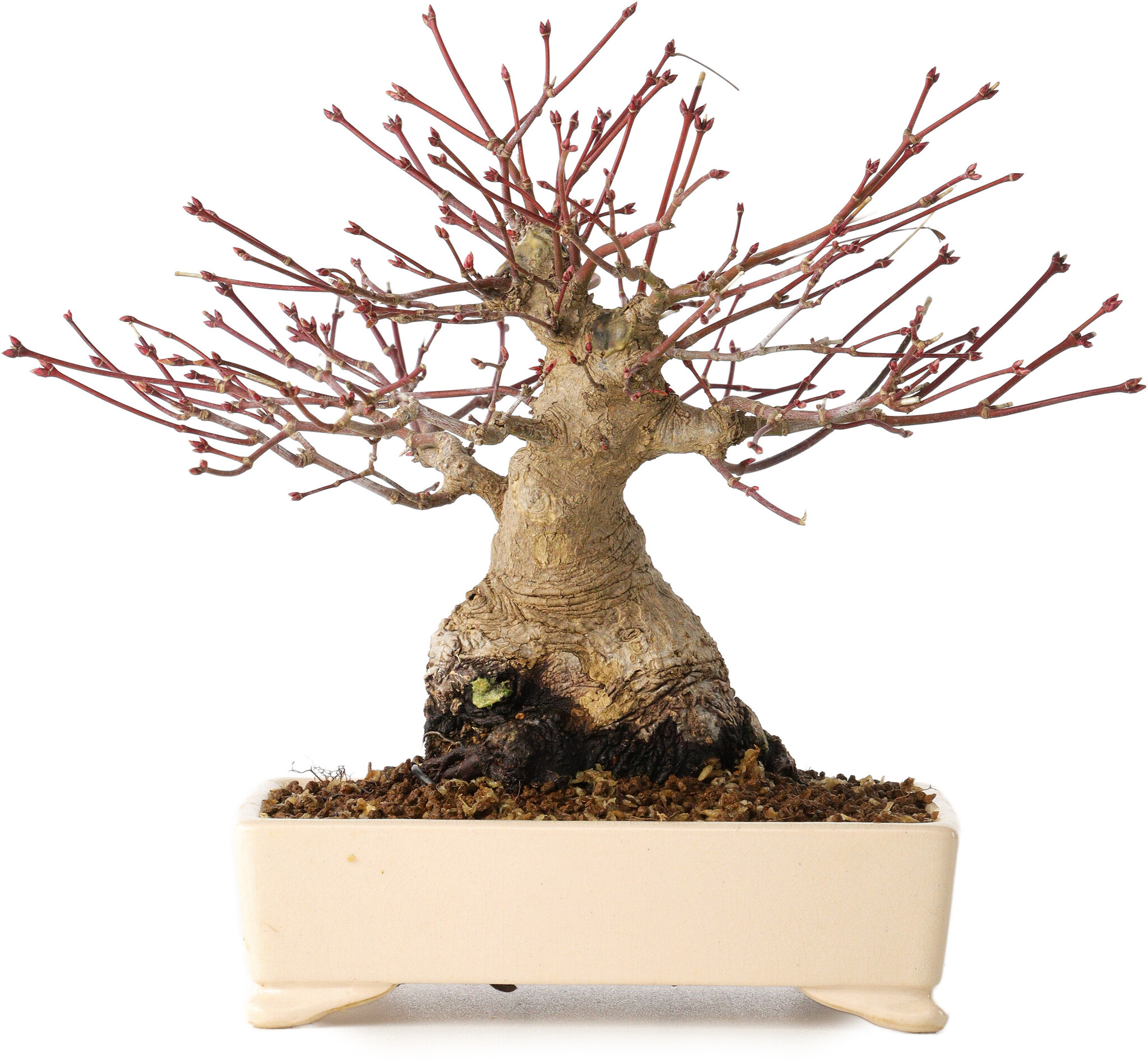 Acer palmatum, 17 cm, ± 25 years old, with a nebari of 9 cm - Bonsai Plaza