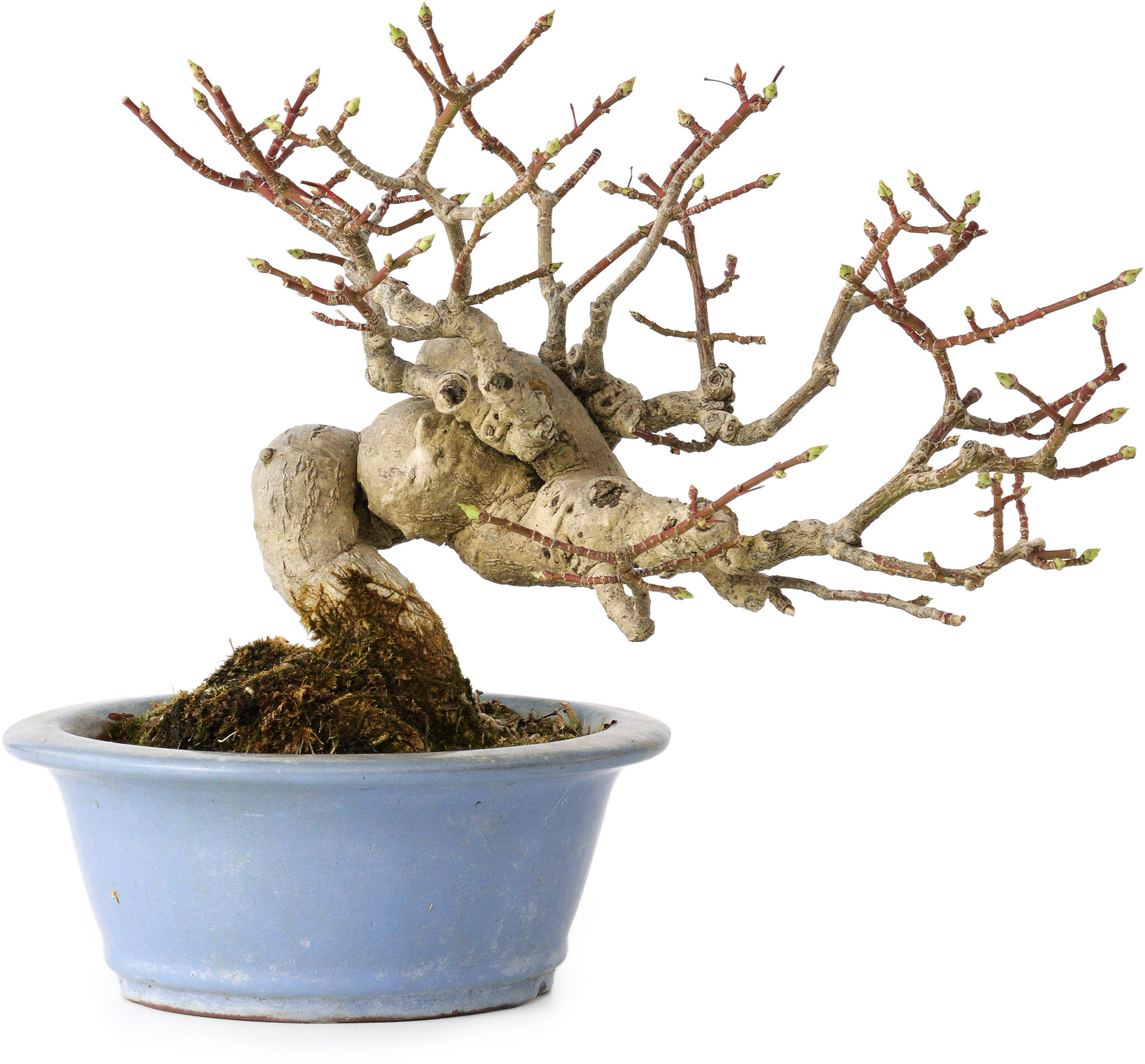 Euonymus alatus, 15 cm, ± 20 ans - Bonsai Plaza