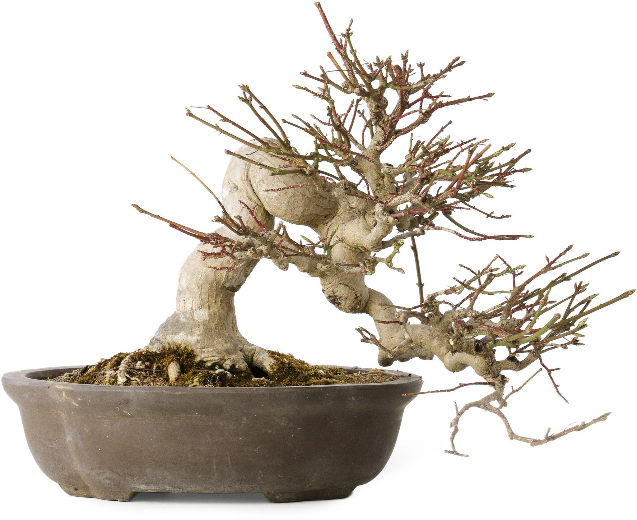 Euonymus alatus, 30 cm, ± 25 Jahre alt, mit einem Nebari von 18 cm, mit ...