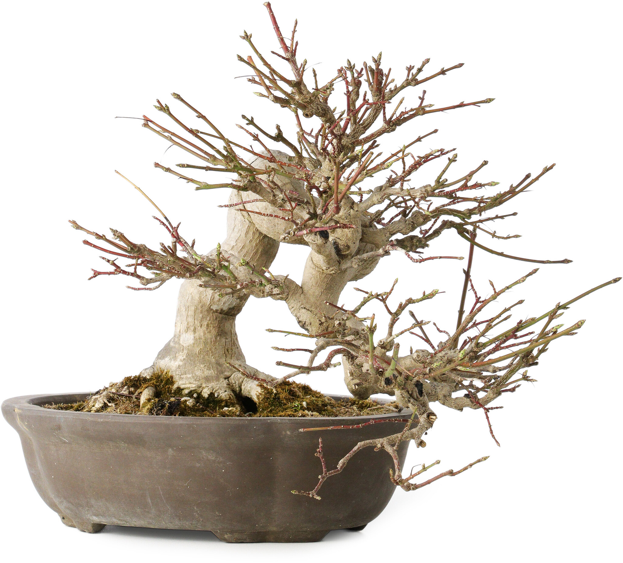 Euonymus alatus, 30 cm, ± 25 years old, with a nebari of 18 cm, with ...