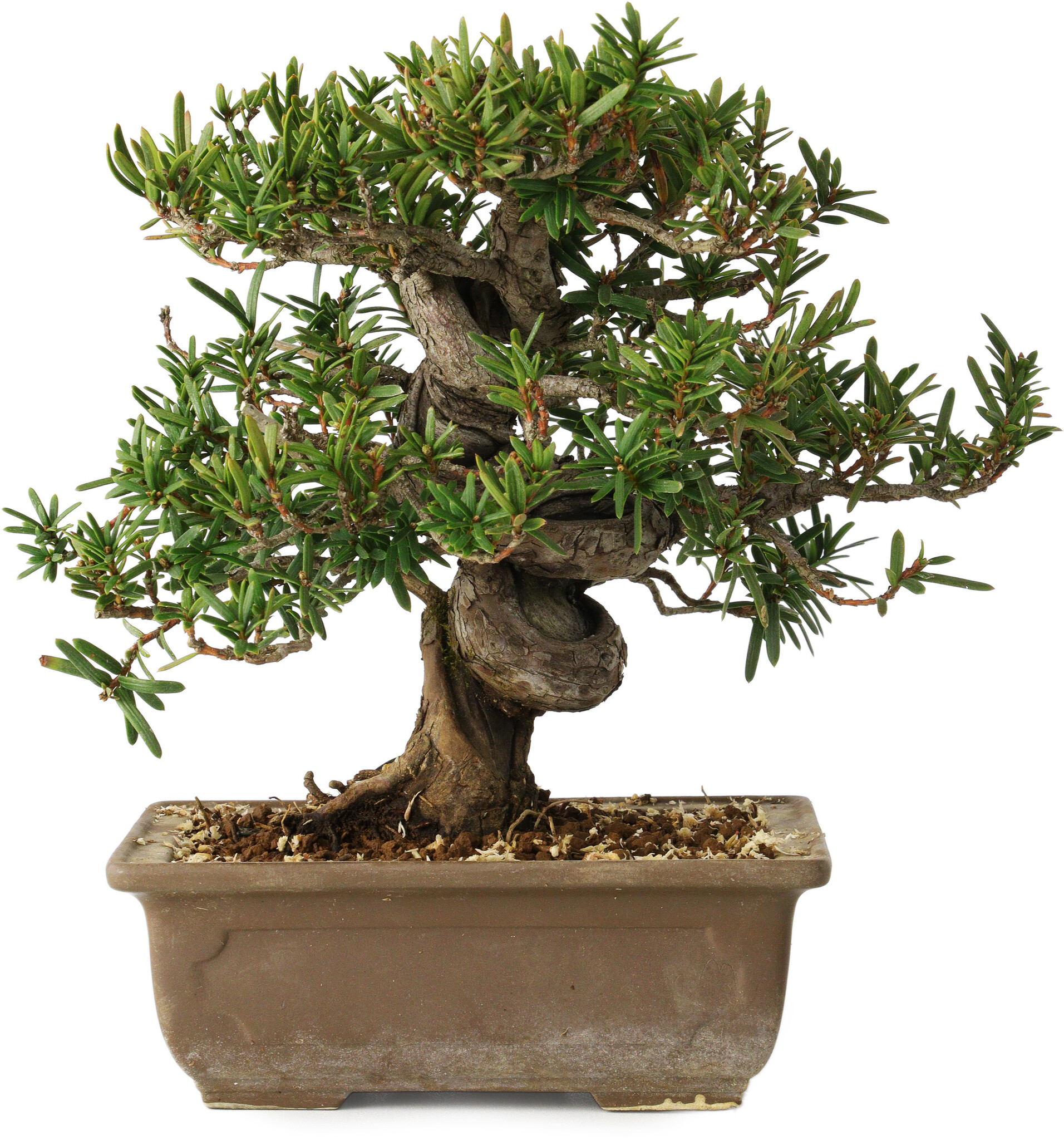 Taxus cuspidata, 18 cm, ± 20 years old - Bonsai Plaza