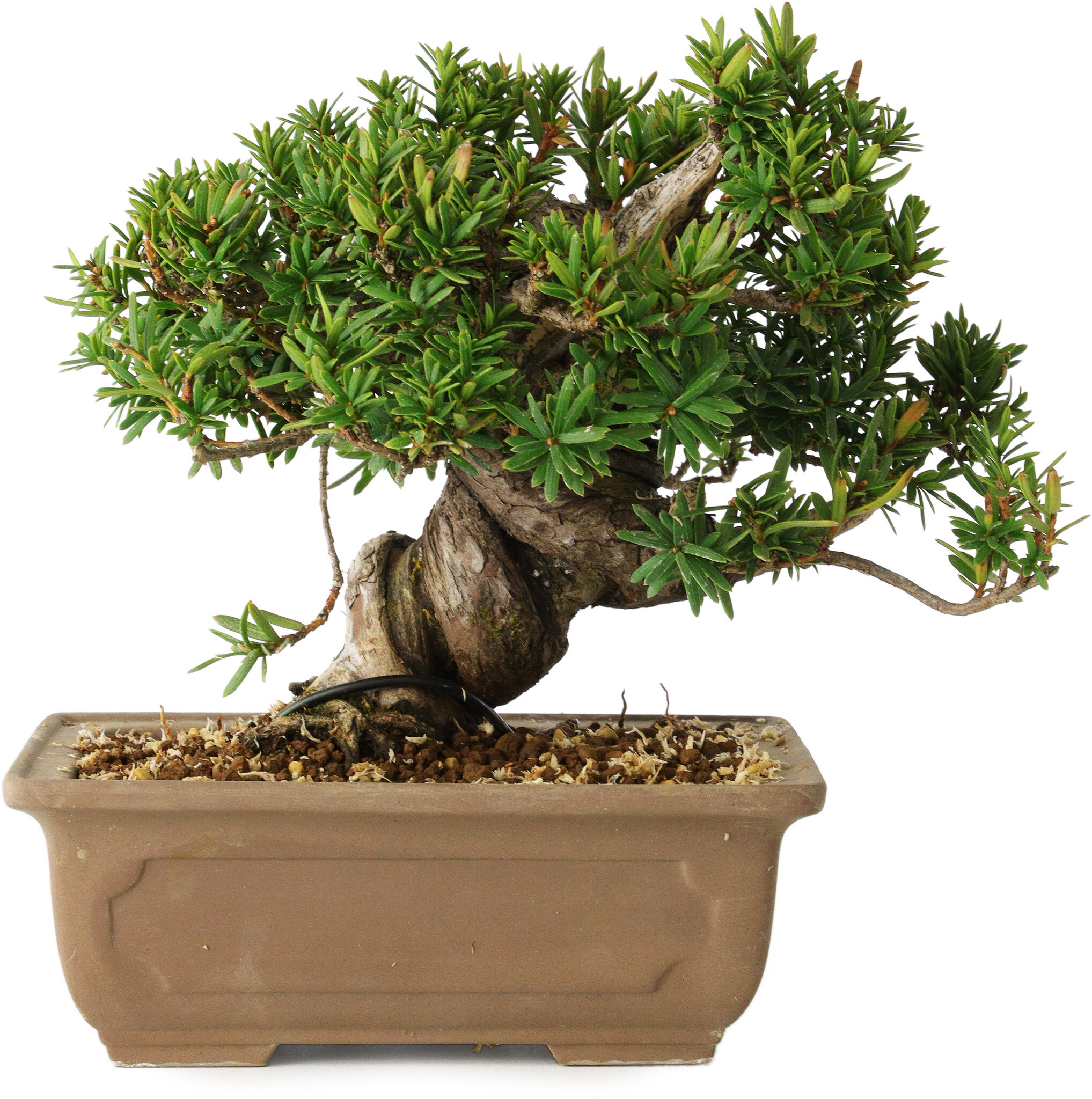 Taxus cuspidata, 14 cm, ± 20 years old - Bonsai Plaza