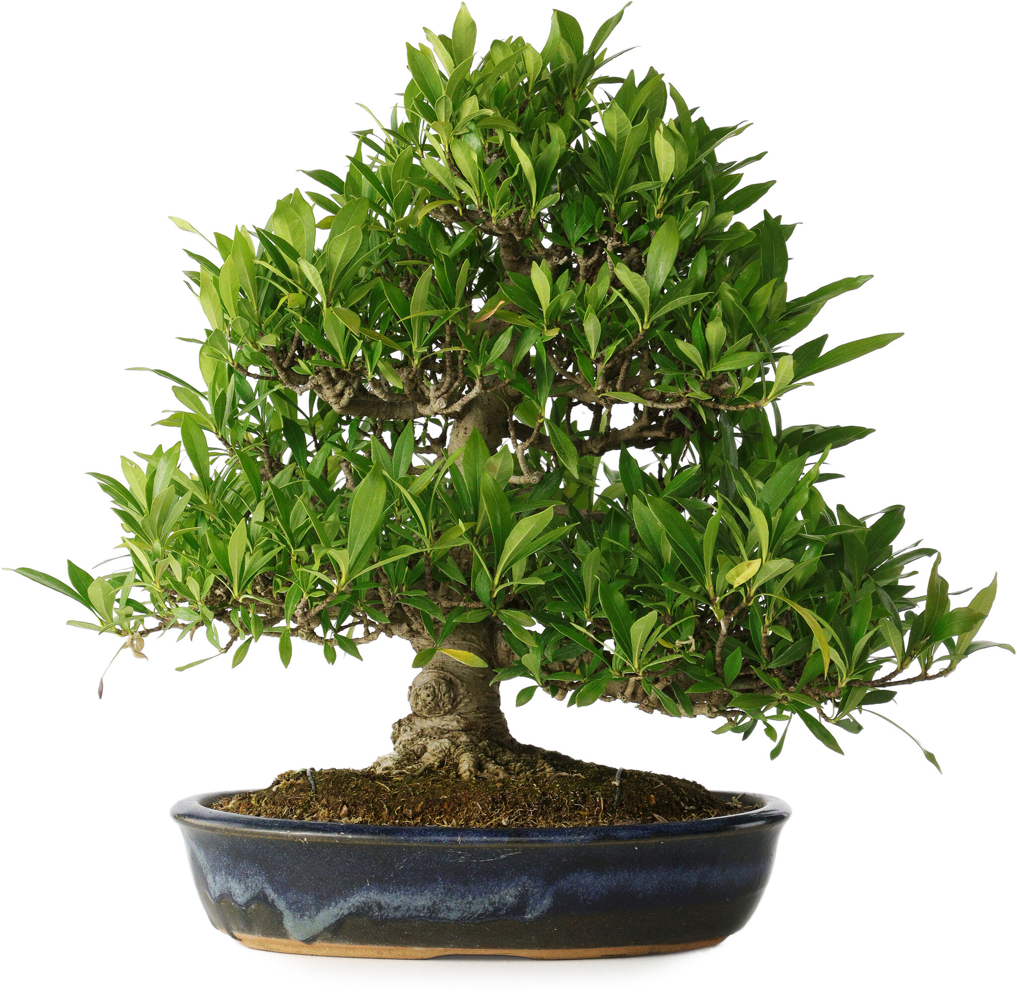 Gardenia jasminoides, 34 cm, ± 25 anni, con un nebari di 11 cm - Bonsai ...