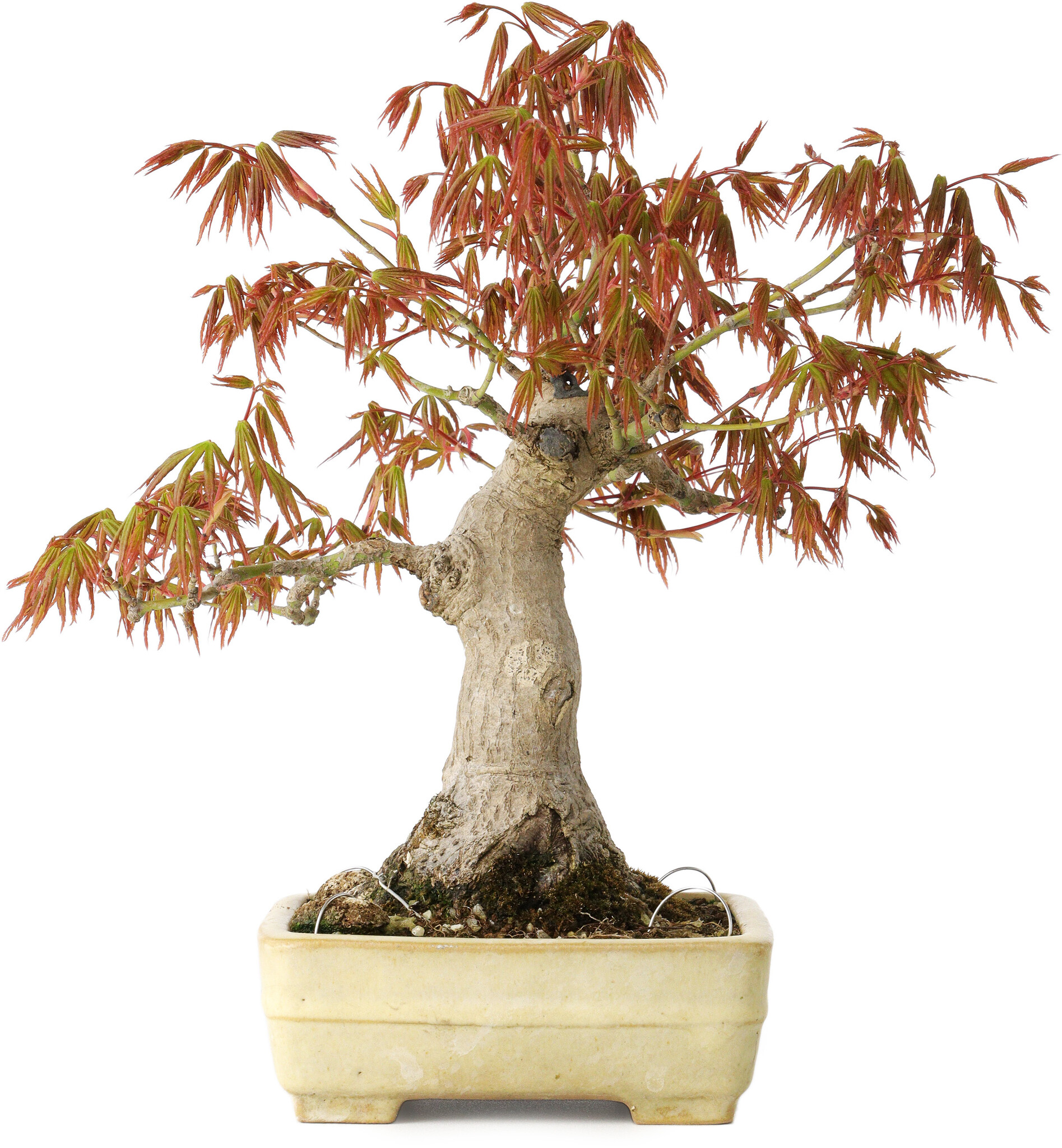 Acer palmatum, 26 cm, ± 20 years old, in a handmade Japanese pot by Yamafusa with damaged glaze ...