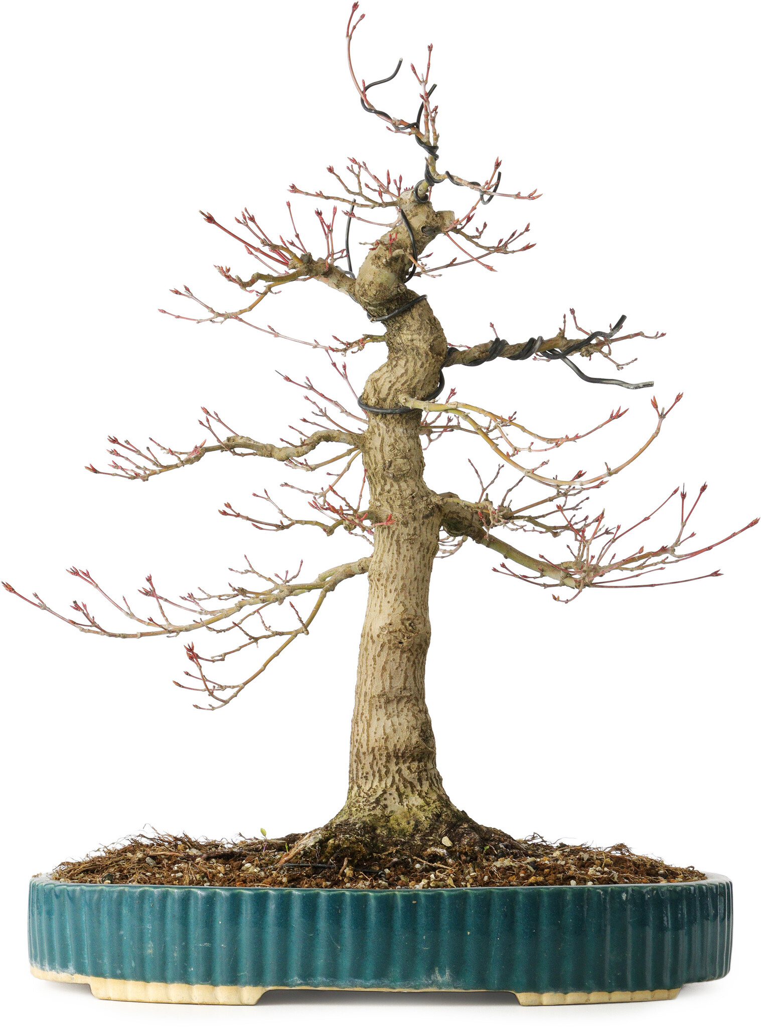 Acer palmatum, 40 cm, ± 30 Jahre alt, mit einem Nebari von 16 cm ...