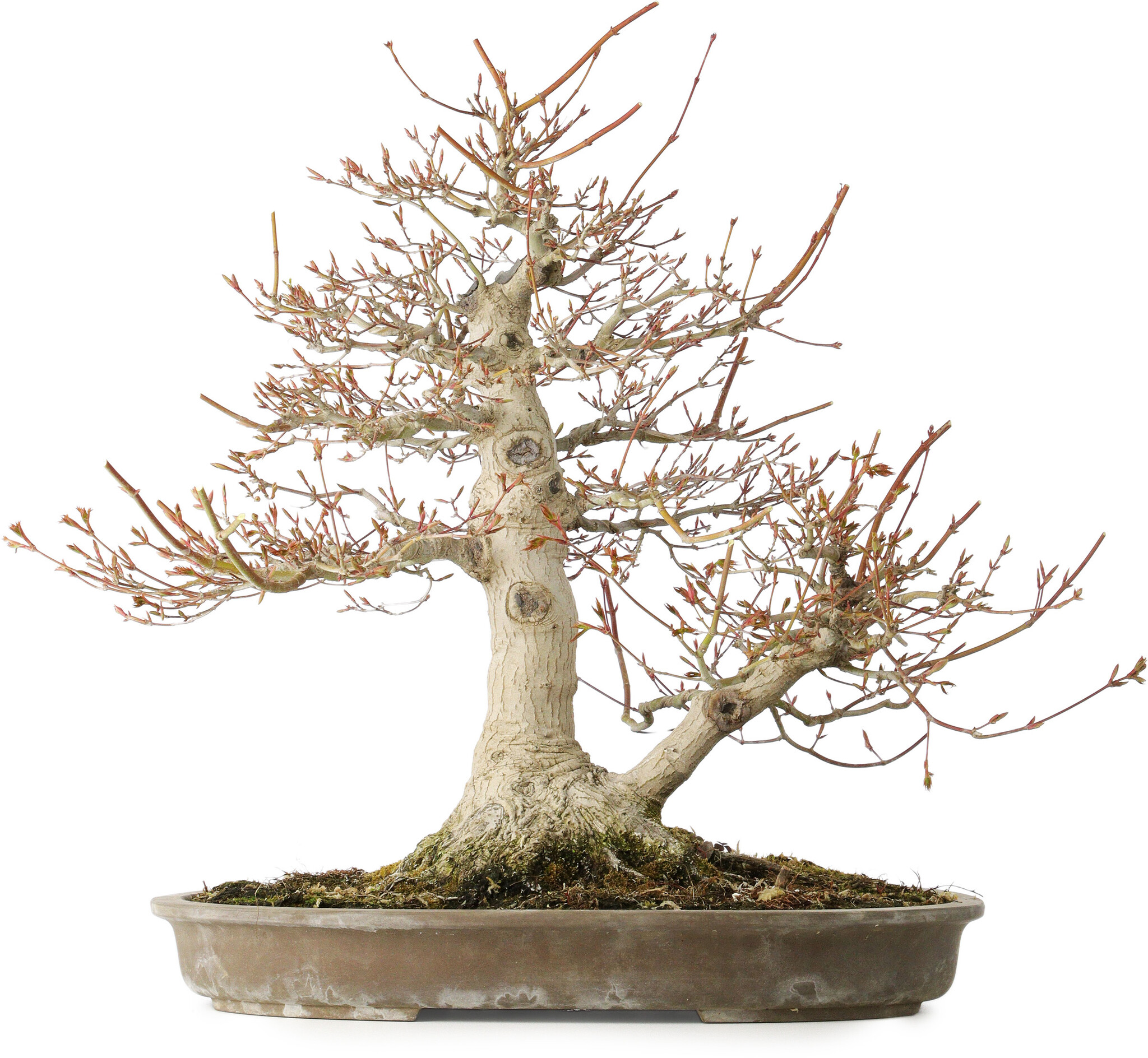Acer palmatum, 42 cm, ± 40 años, con un nebari de 16 cm - Bonsai Plaza