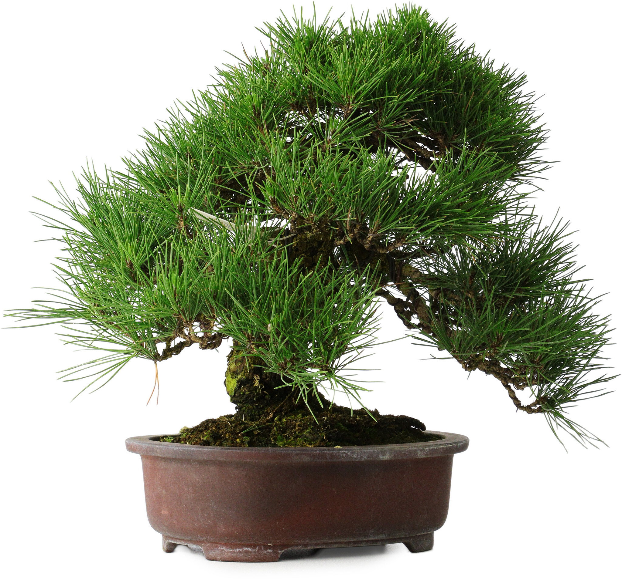 Pinus thunbergii, 32 cm, ± 25 years old - Bonsai Plaza