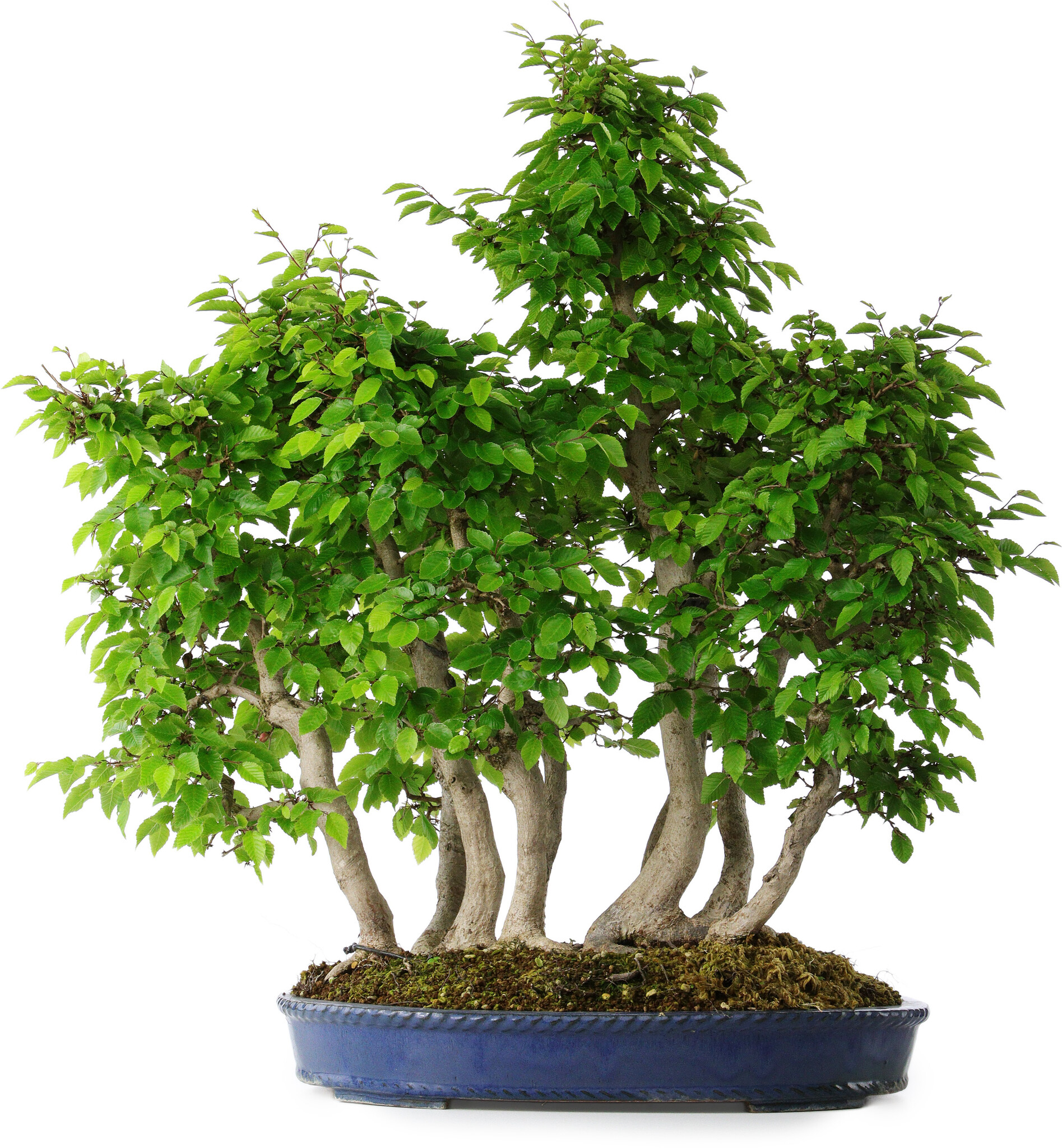 Carpinus coreana, 65 cm, ± 30 years old - Bonsai Plaza