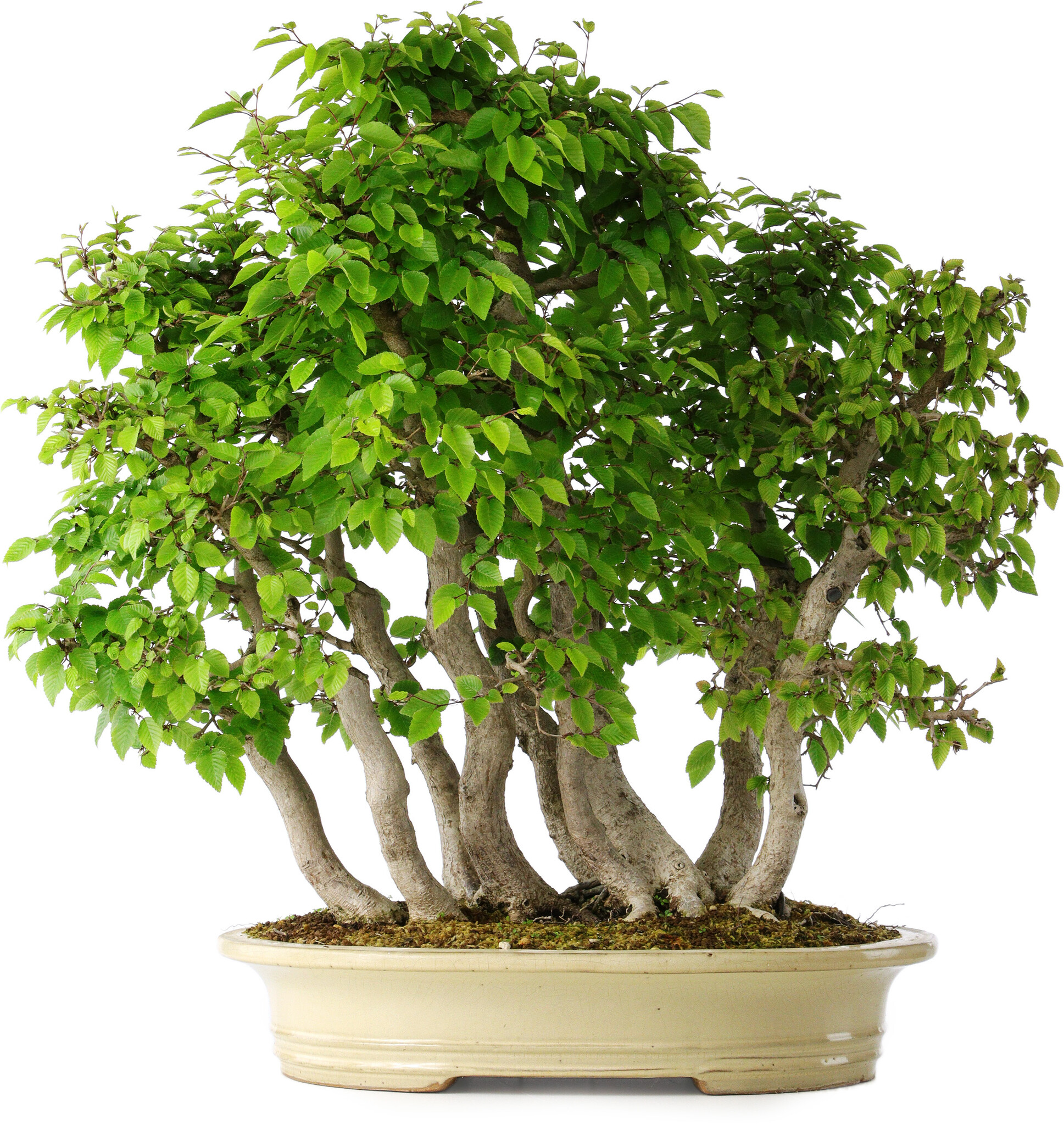 Carpinus coreana, 58 cm, ± 30 years old - Bonsai Plaza