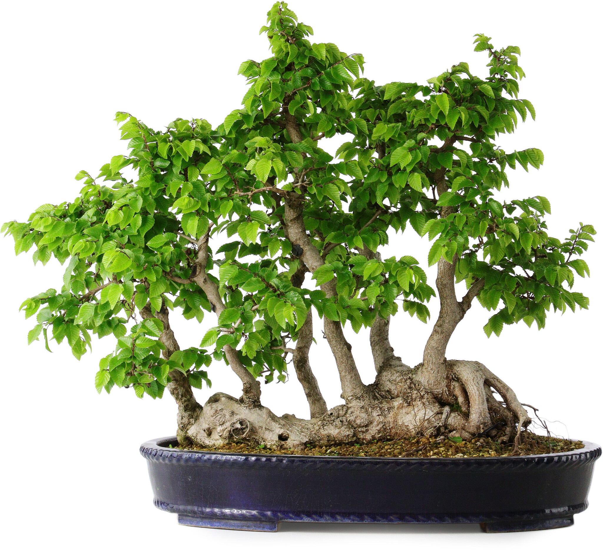 Carpinus coreana, 49 cm, ± 30 years old - Bonsai Plaza