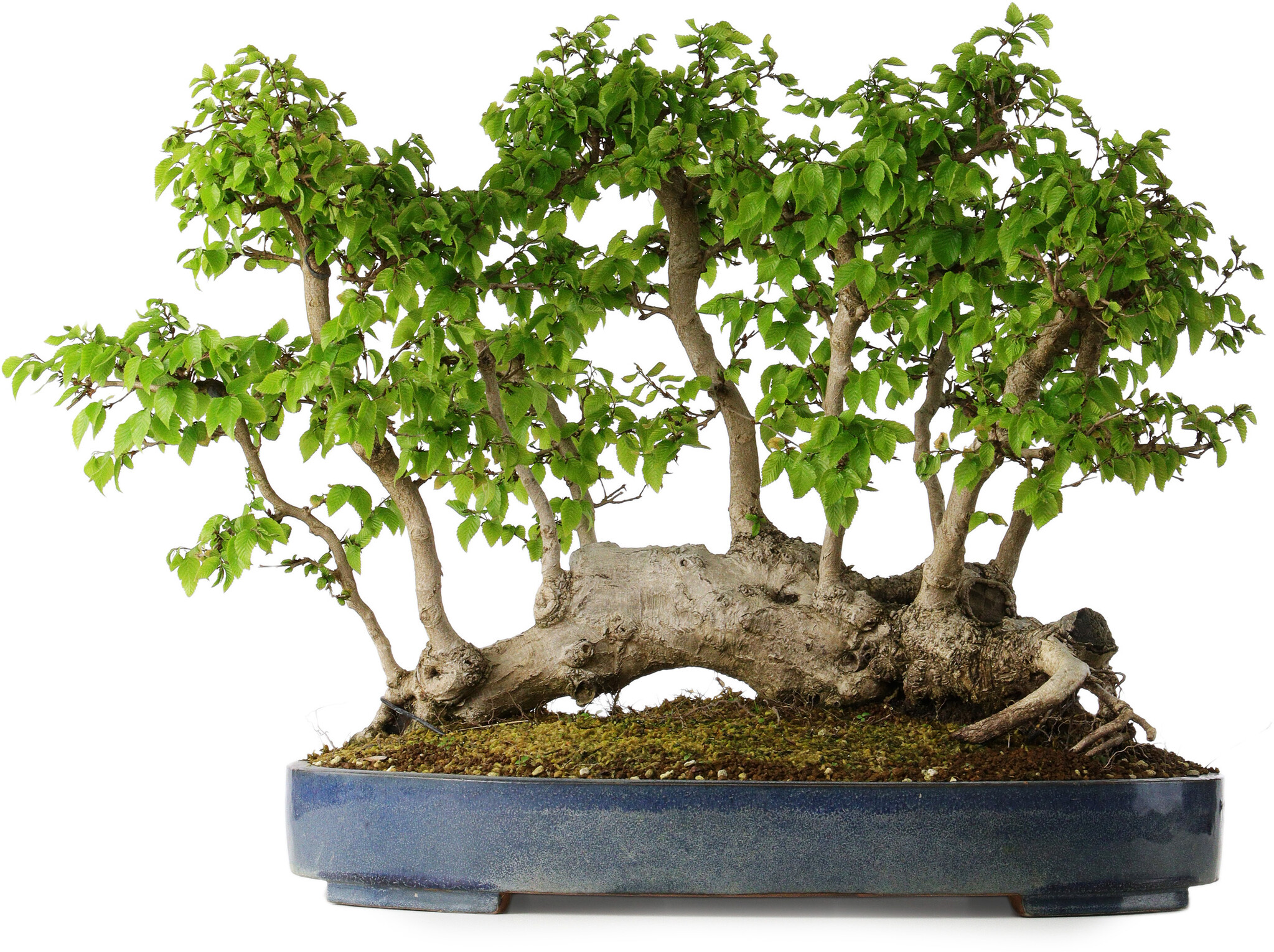 Carpinus coreana, 42 cm, ± 30 years old - Bonsai Plaza