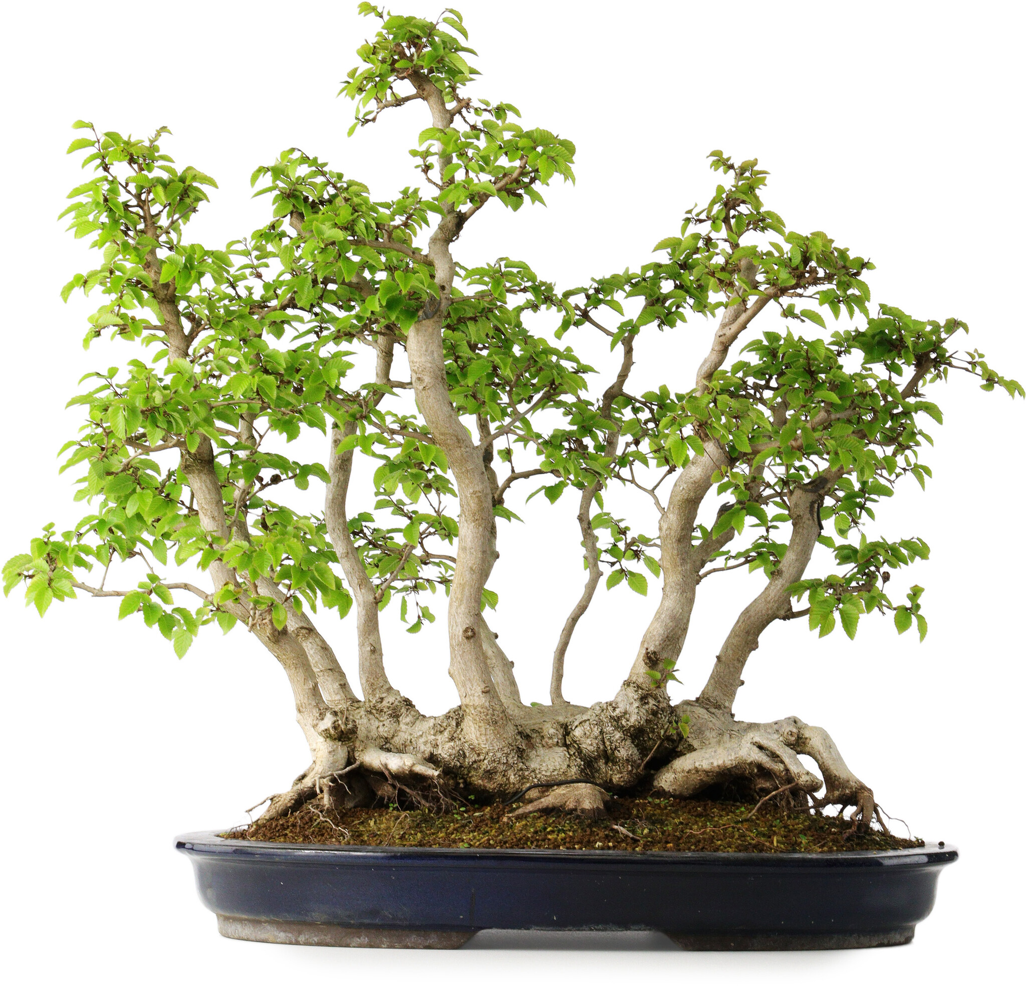 Carpinus coreana, 55 cm, ± 30 years old - Bonsai Plaza