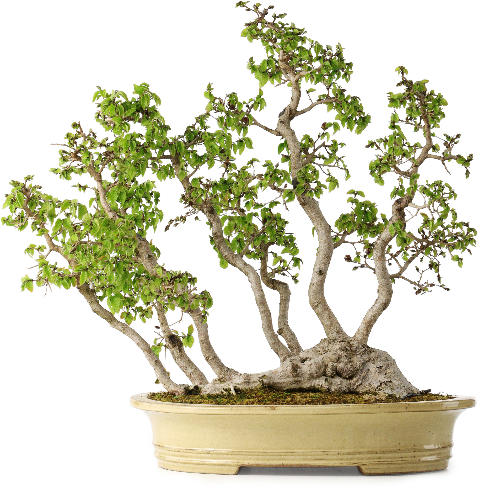 Carpinus coreana, 51 cm, ± 30 years old - Bonsai Plaza