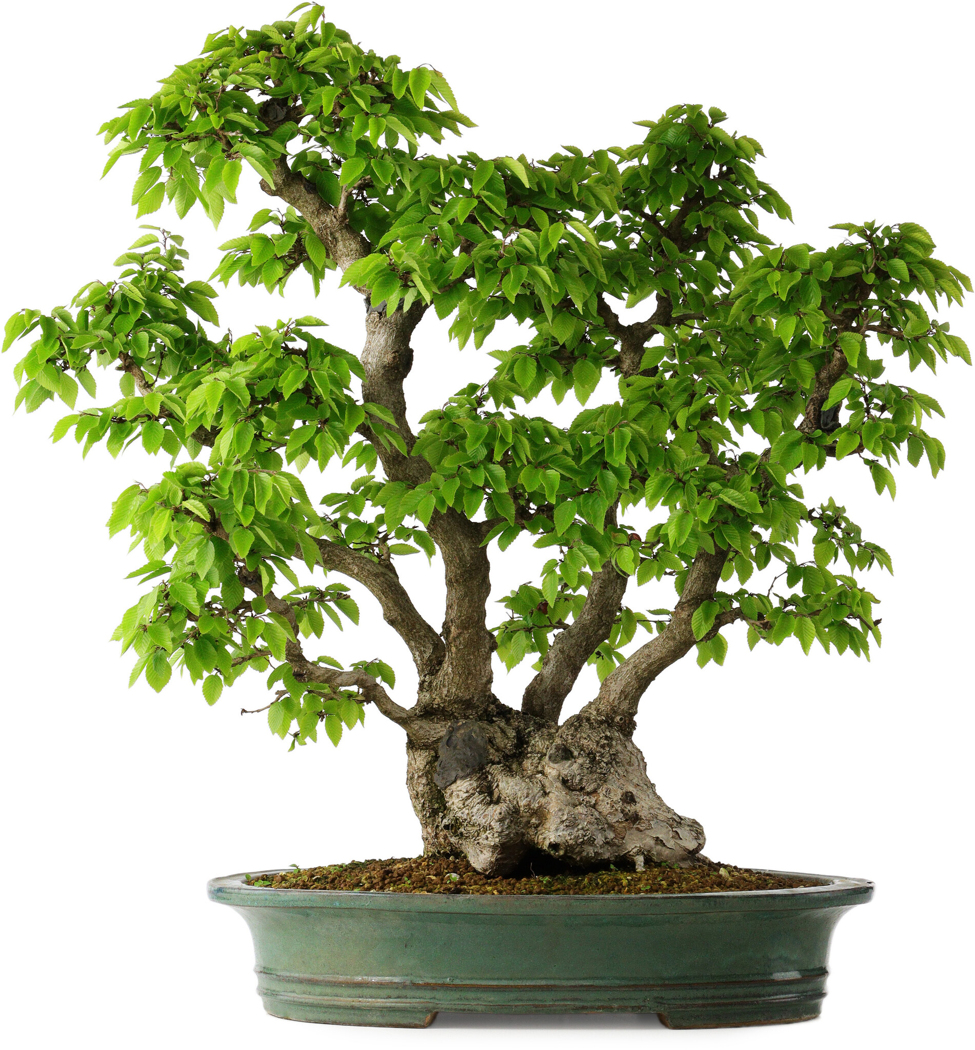 Carpinus coreana, 58 cm, ± 30 years old - Bonsai Plaza