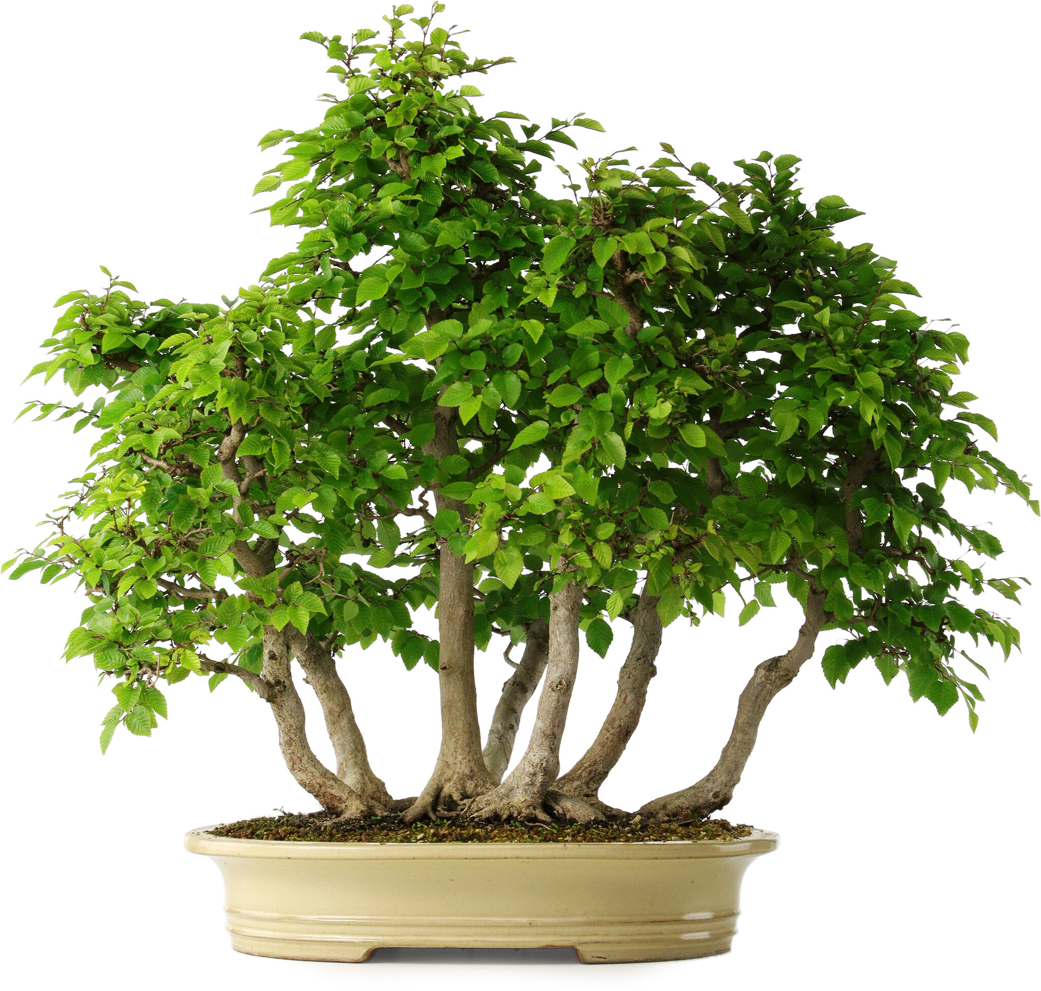 Carpinus coreana, 61 cm, ± 30 years old - Bonsai Plaza