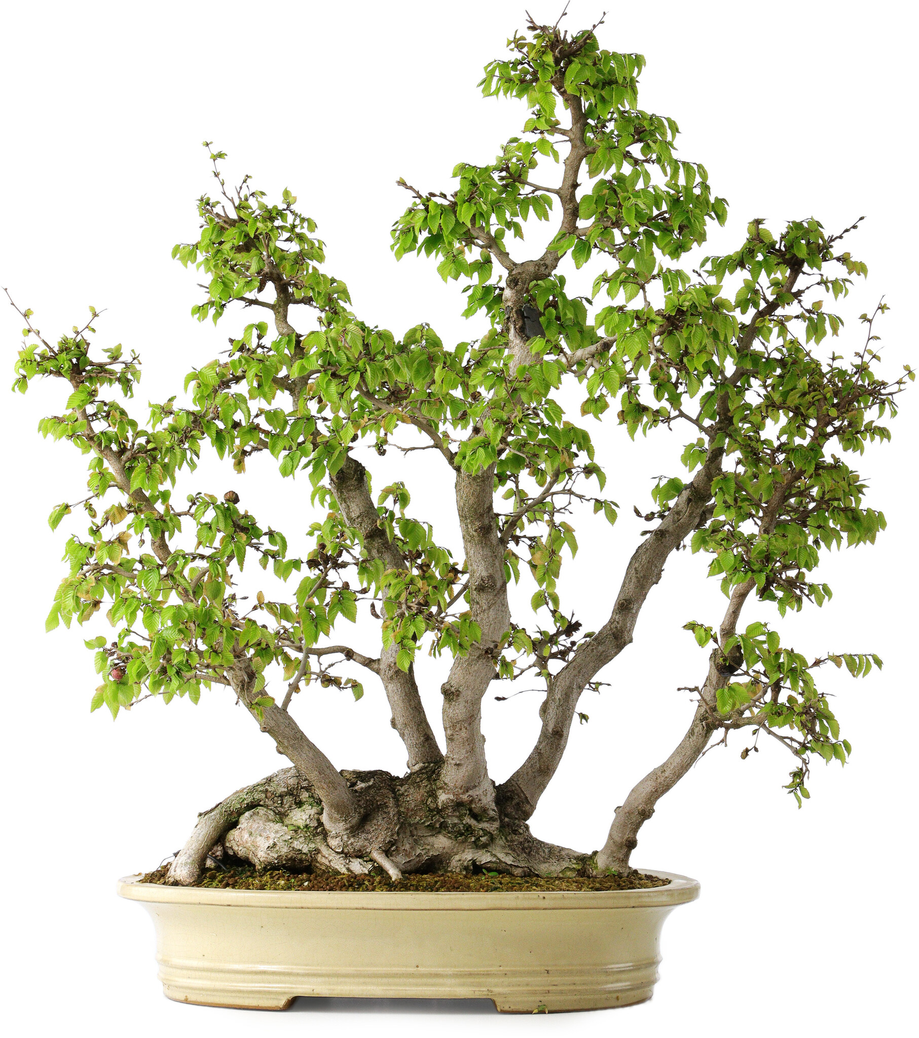 Carpinus coreana, 66 cm, ± 30 years old - Bonsai Plaza