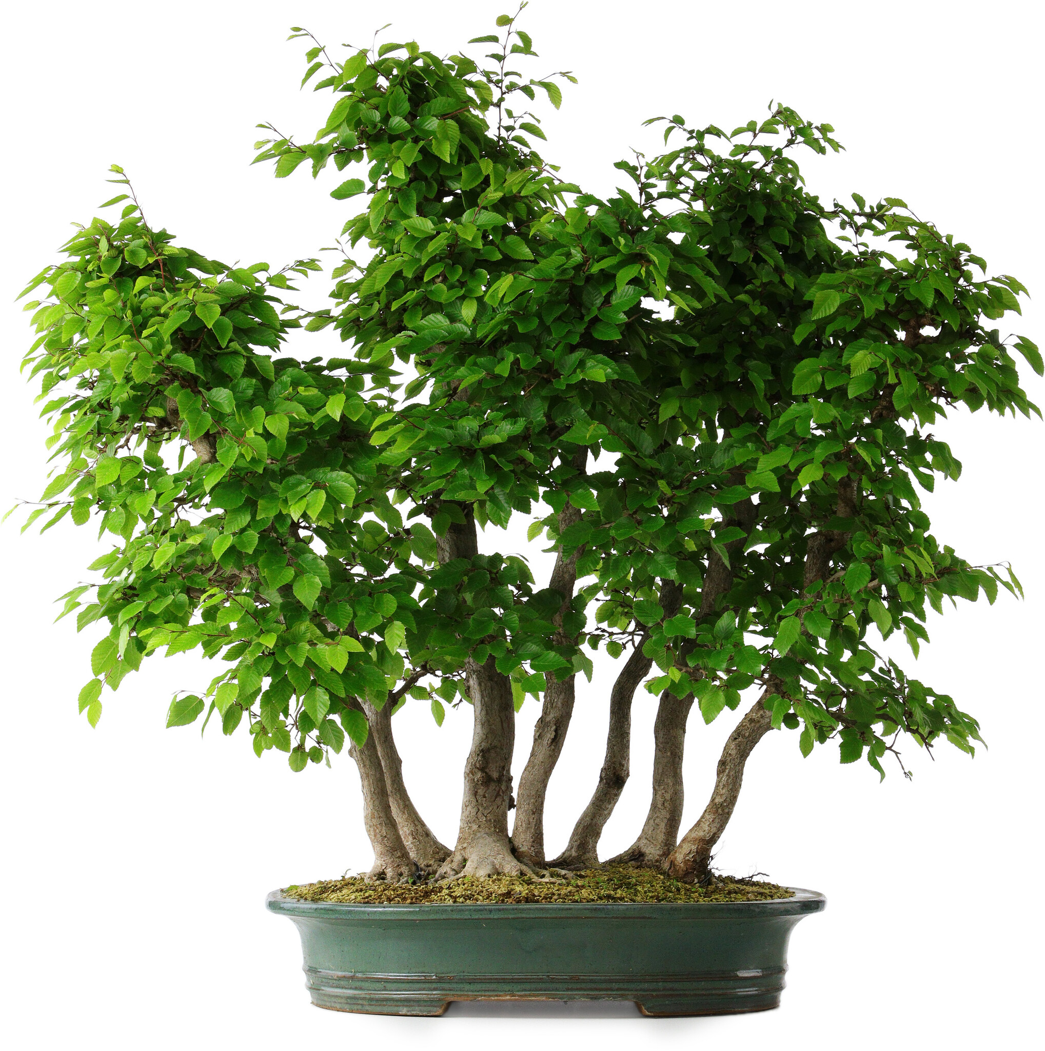 Carpinus coreana, 71 cm, ± 30 years old - Bonsai Plaza