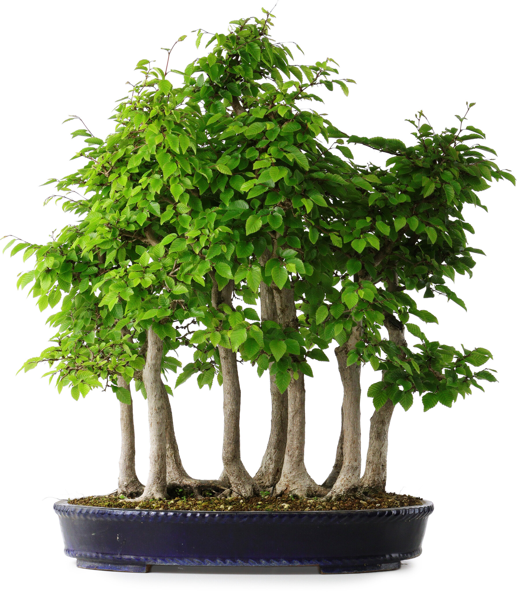 Carpinus coreana, 68 cm, ± 30 ans - Bonsai Plaza