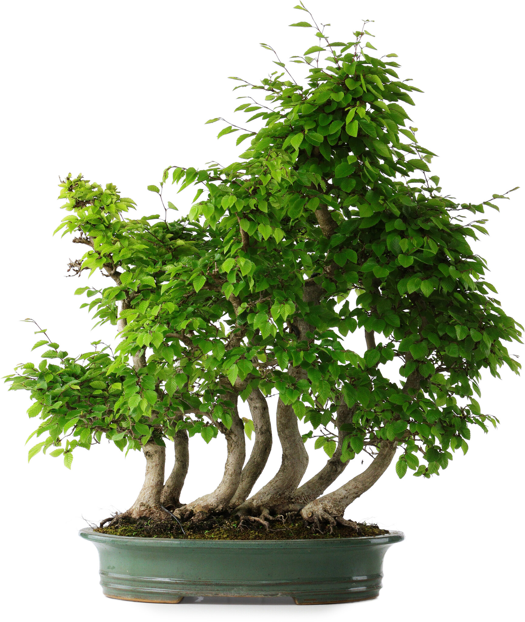 Carpinus coreana, 70 cm, ± 30 years old - Bonsai Plaza