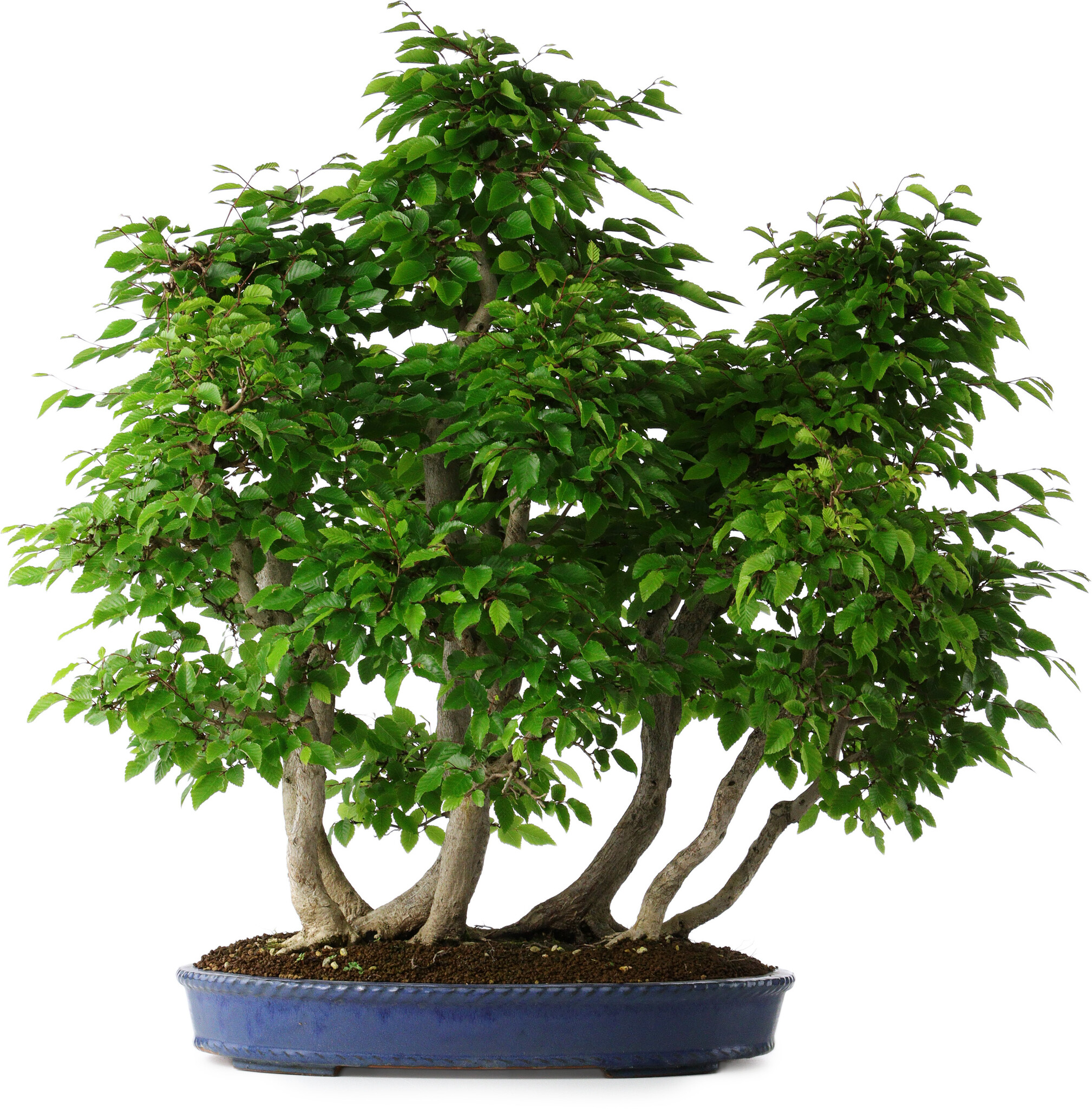 Carpinus coreana, 72 cm, ± 30 years old - Bonsai Plaza