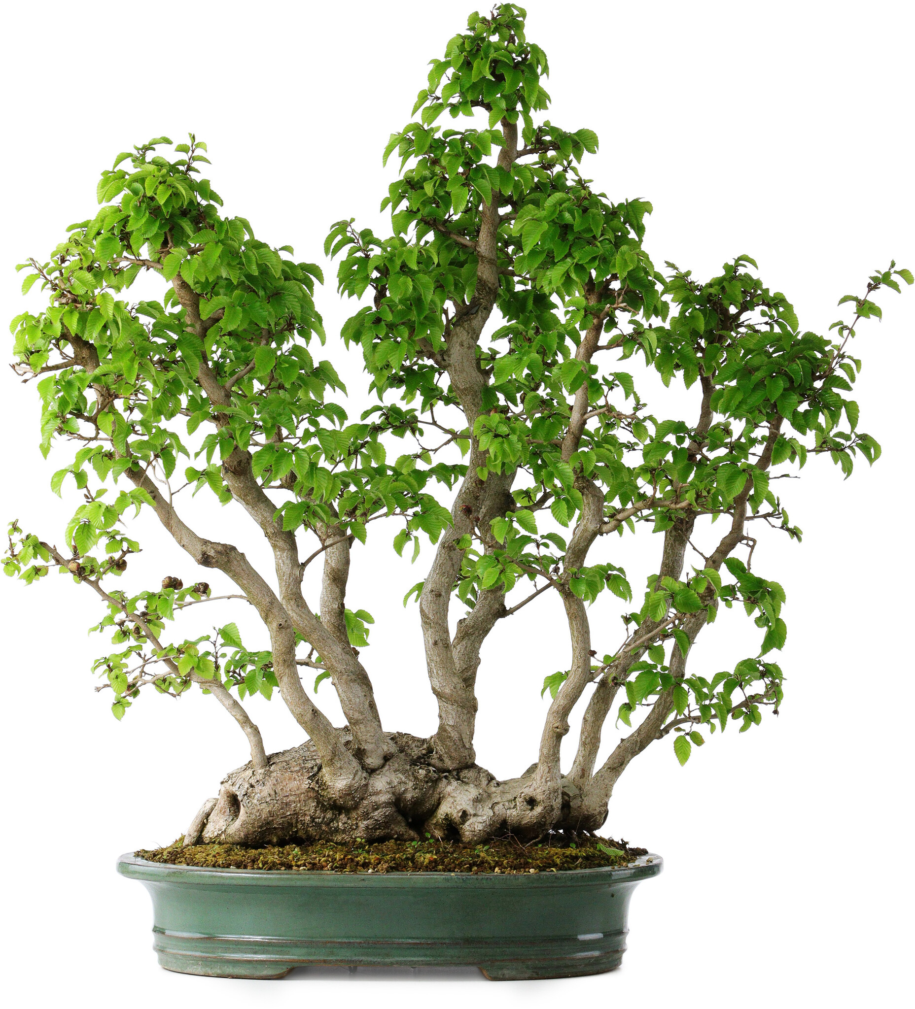 Carpinus coreana, 68 cm, ± 30 years old - Bonsai Plaza