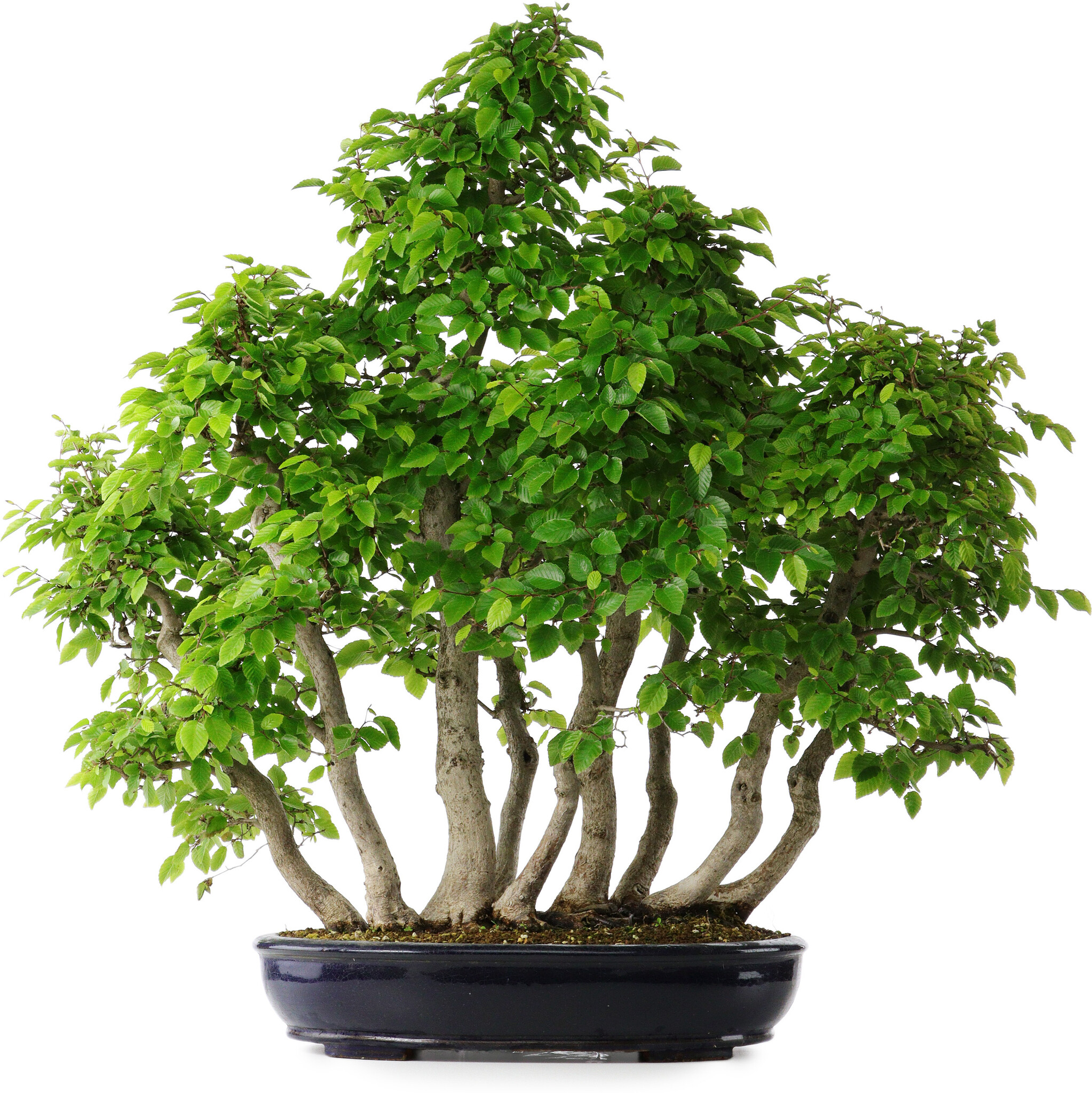 Carpinus coreana, 75 cm, ± 30 years old - Bonsai Plaza
