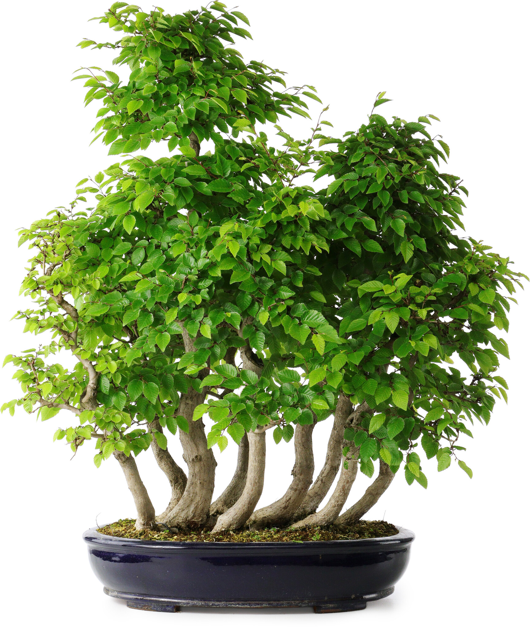 Carpinus coreana, 67 cm, ± 30 years old - Bonsai Plaza