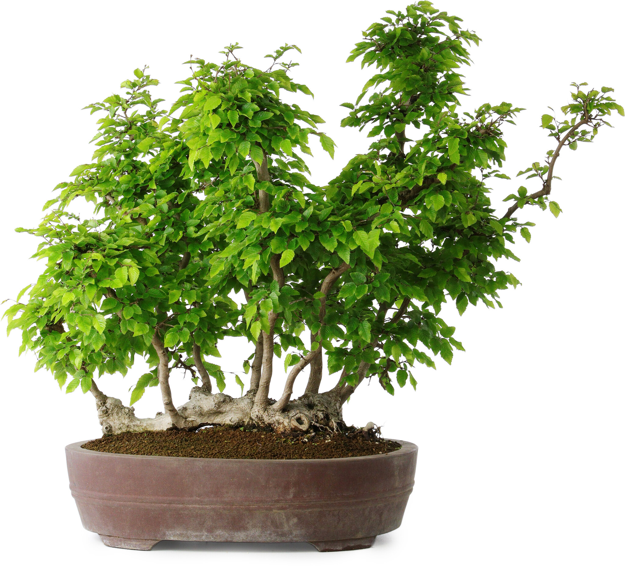 Carpinus coreana, 55 cm, ± 30 years old - Bonsai Plaza