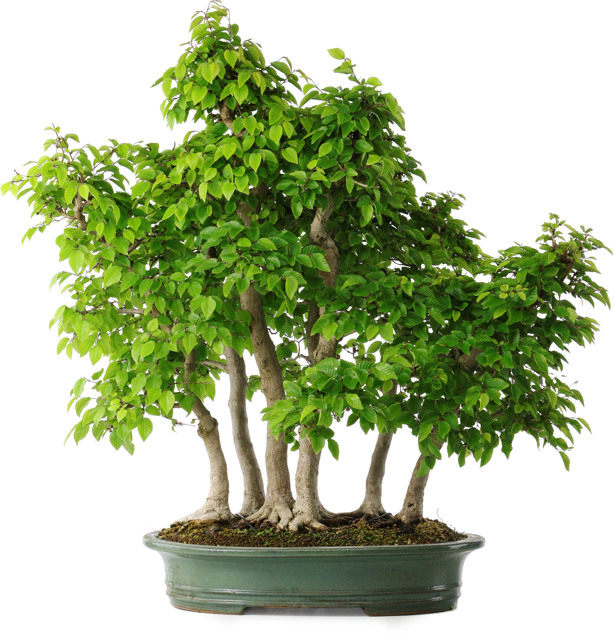 Carpinus coreana, 70 cm, ± 30 years old - Bonsai Plaza