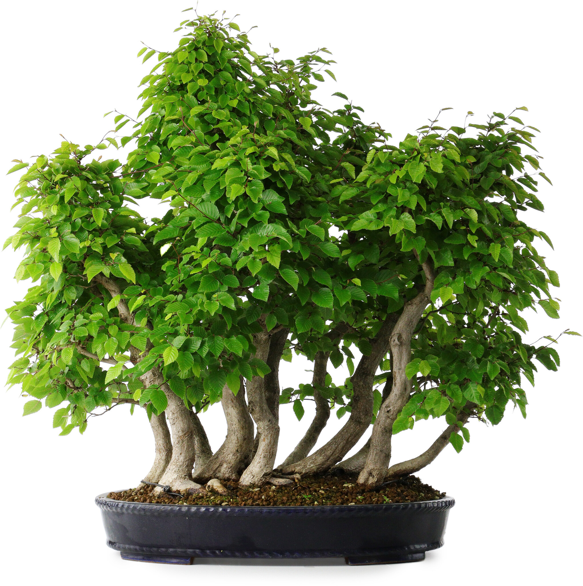 Carpinus coreana, 67 cm, ± 30 years old - Bonsai Plaza