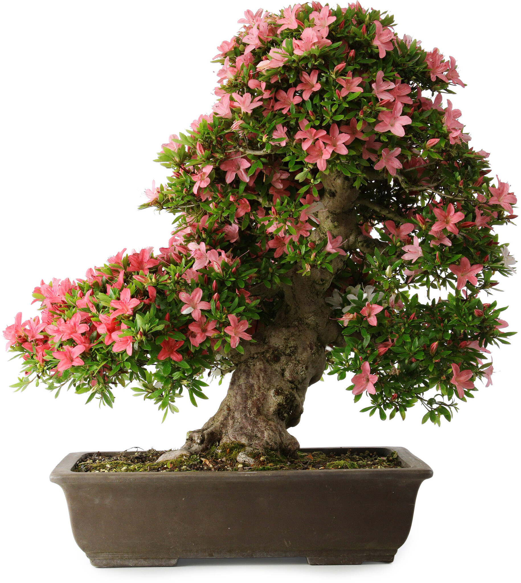 Rhododendron indicum, 67 cm, ± 25 años, con un nebari de 17 cm - Bonsai ...