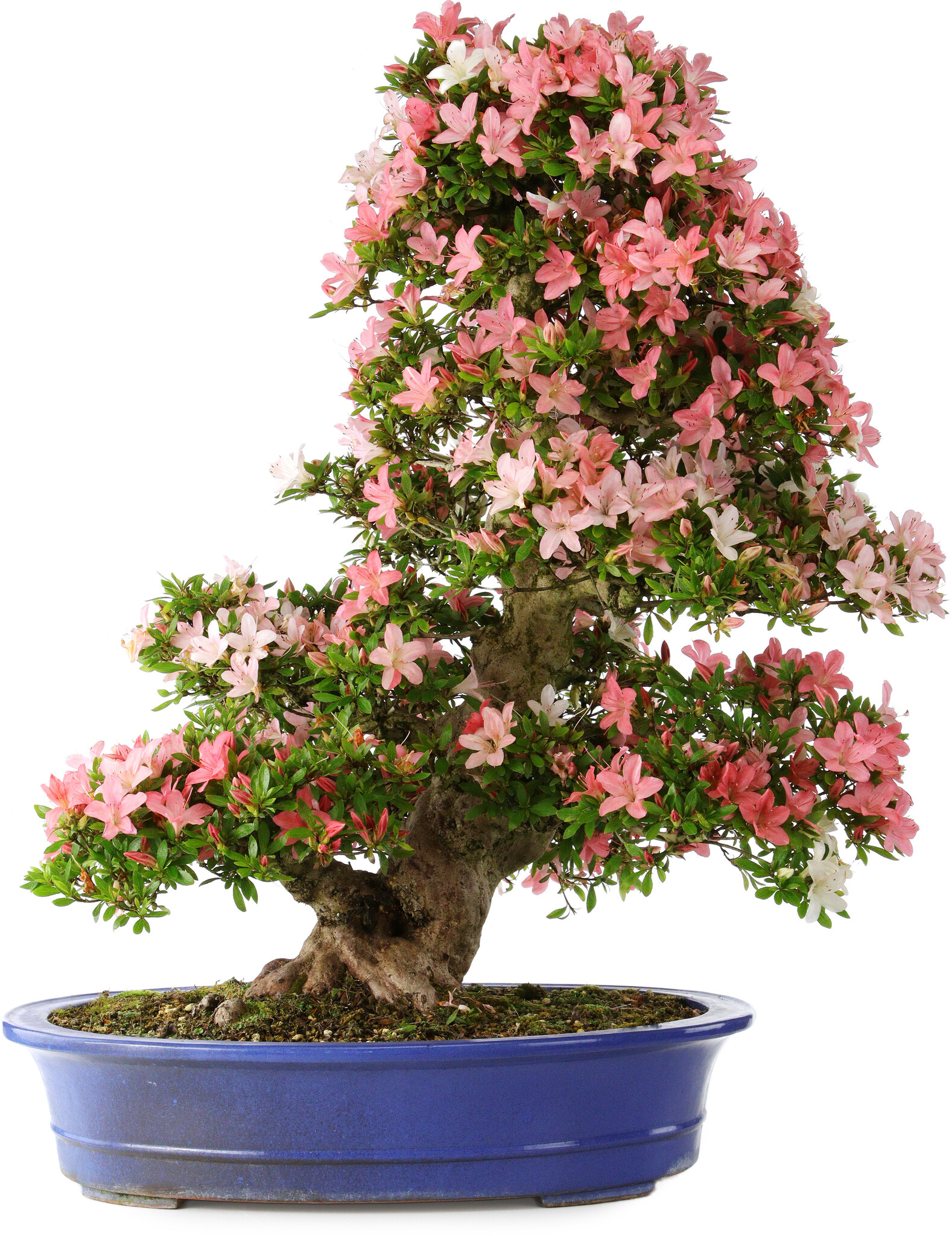 Rhododendron indicum, 80 cm, ± 25 años, con un nebari de 15 cm y en una ...