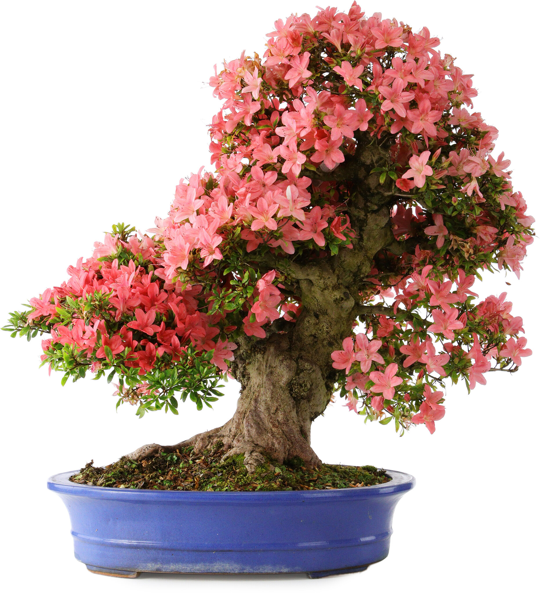 Rhododendron indicum, 64 cm, ± 25 años, con un nebari de 18 cm - Bonsai ...