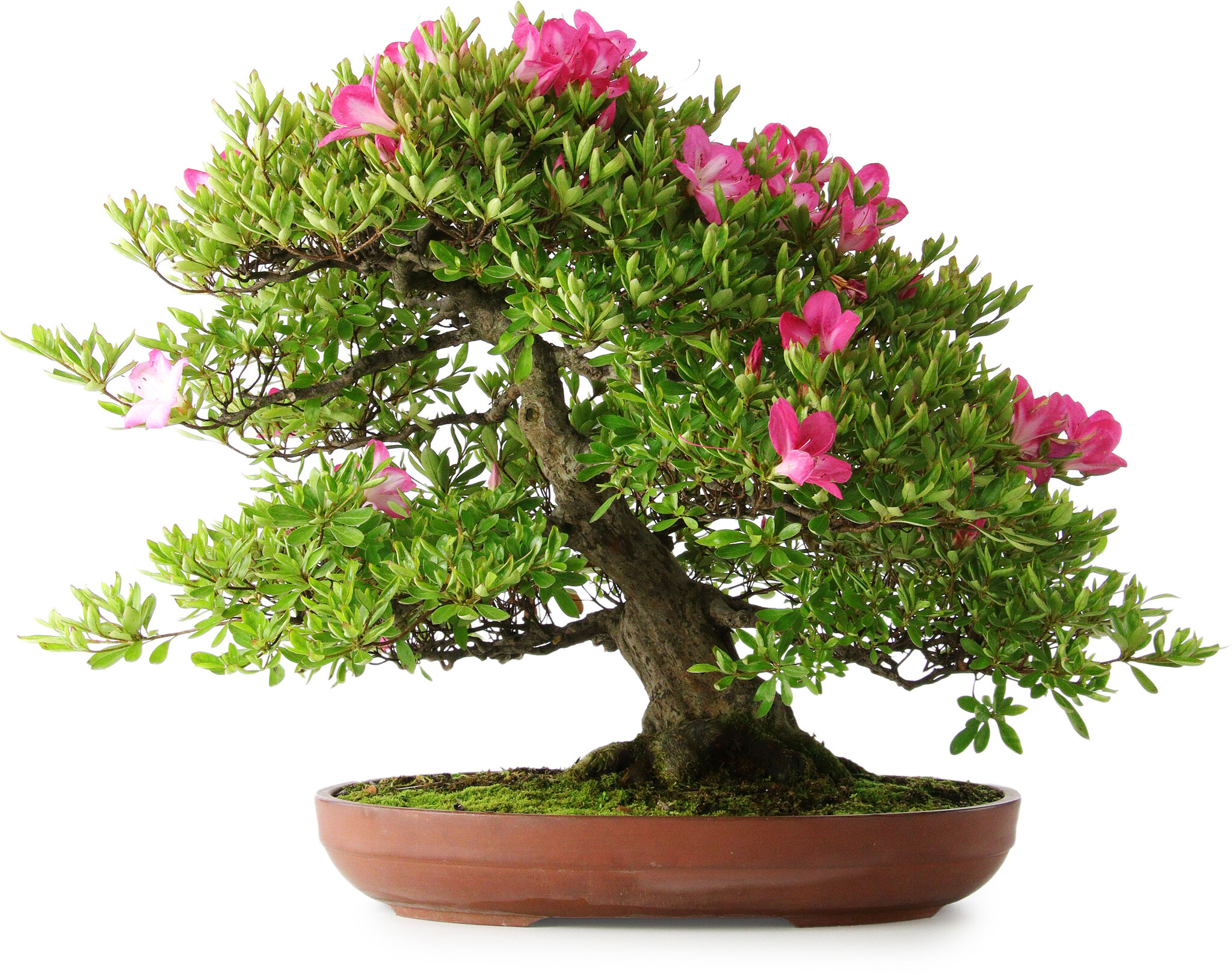 Rhododendron indicum, 48 cm, ± 20 años, con un nebari de 20 cm - Bonsai ...