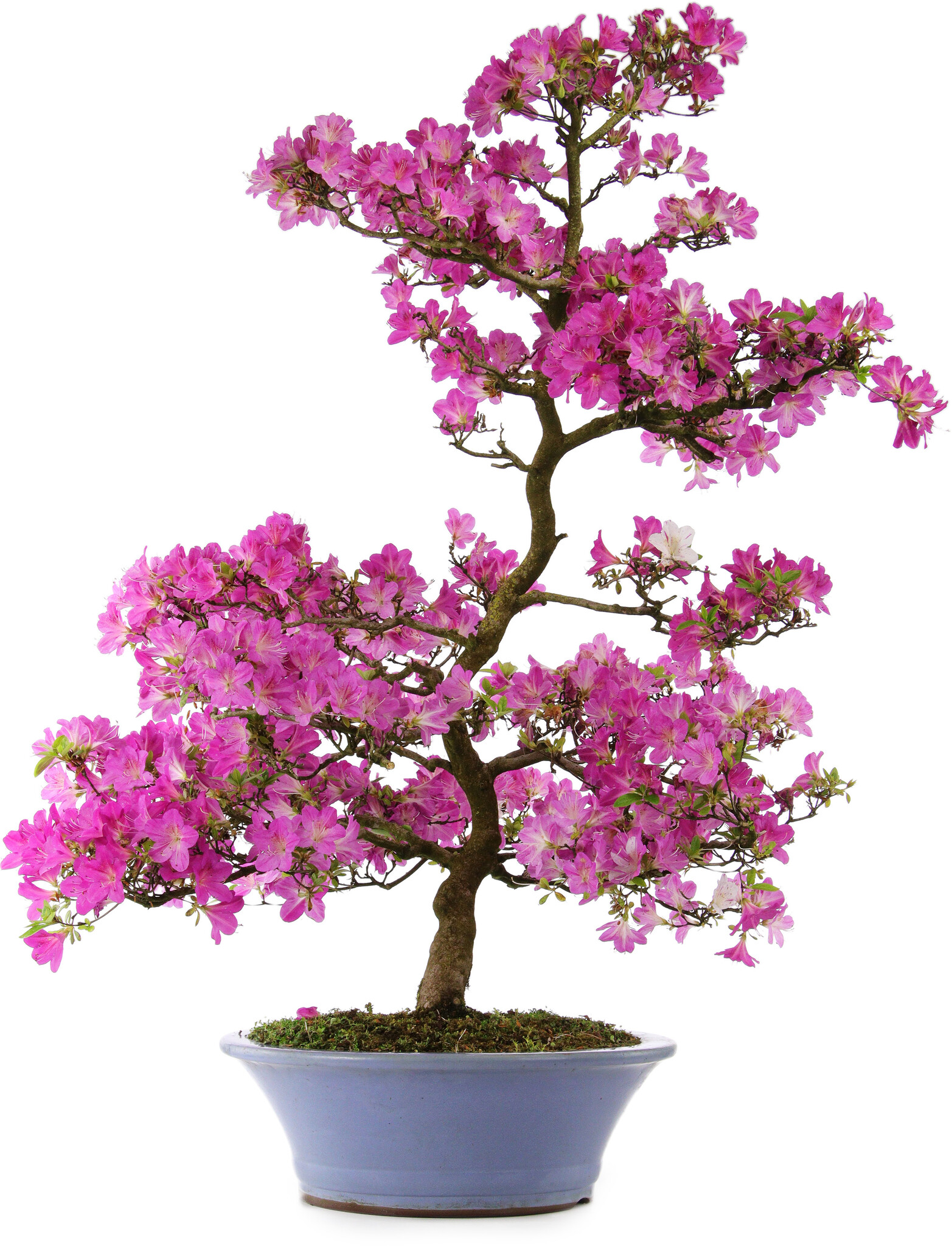 Rhododendron indicum, 107 cm, ± 30 ans - Bonsai Plaza