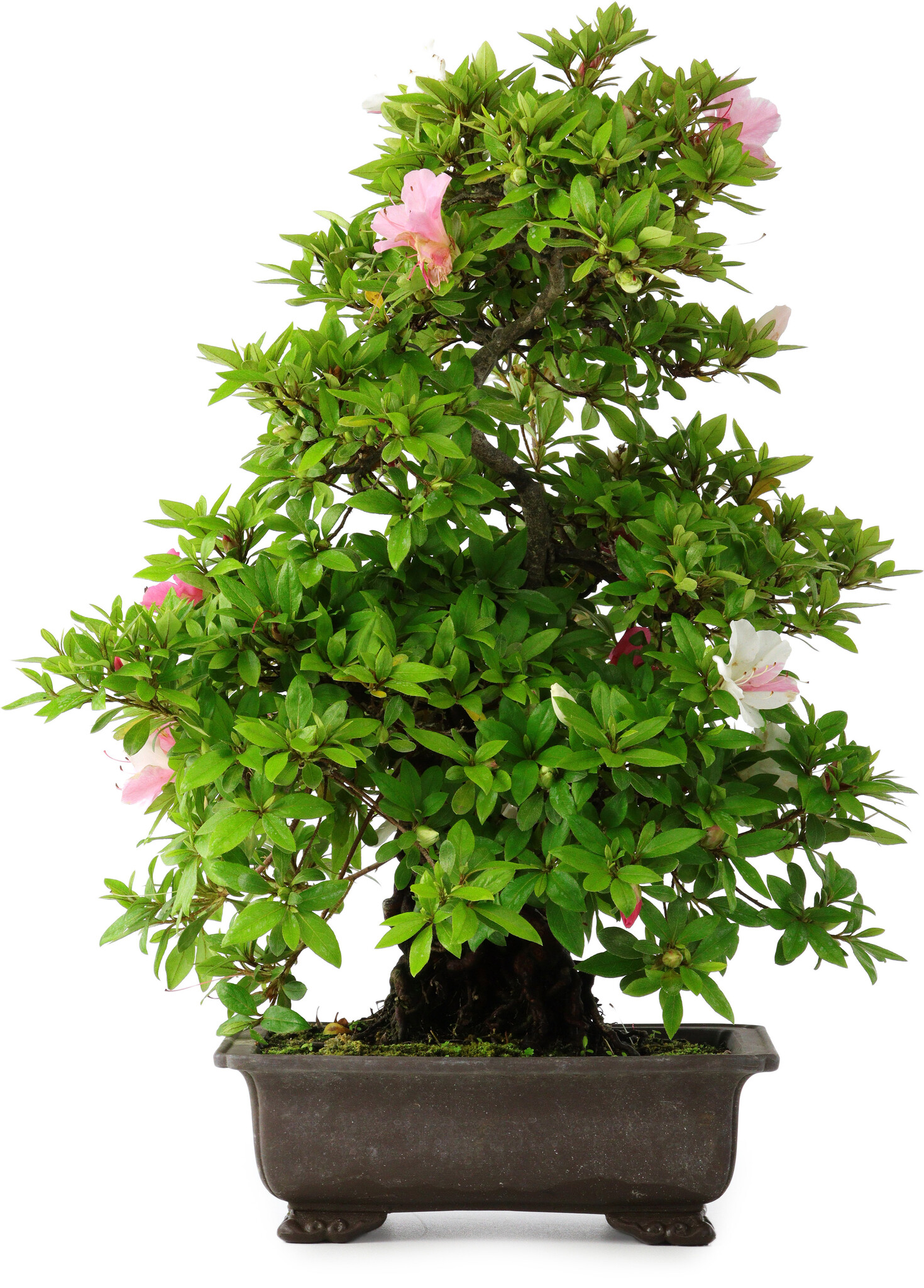Rhododendron indicum, 58 cm, ± 20 ans - Bonsai Plaza