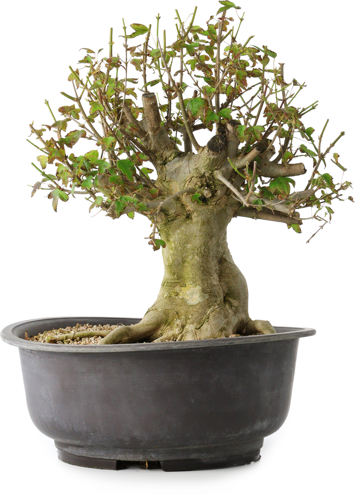 Acer buergerianum, 34 cm, ± 35 años, con un nebari de 19 cm - Bonsai Plaza