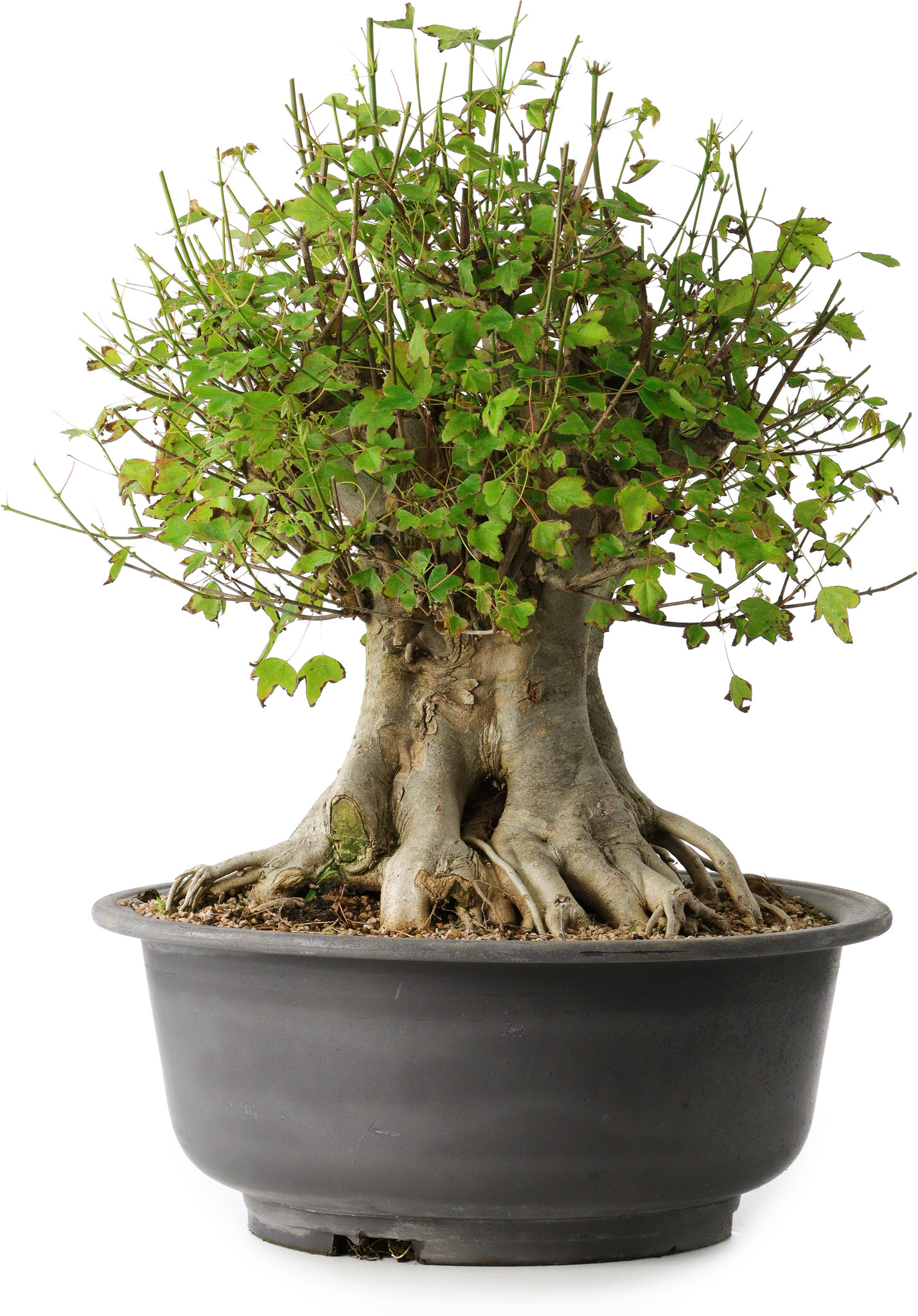 Acer buergerianum, 42 cm, ± 35 years old, with a nebari of 27,5 cm ...