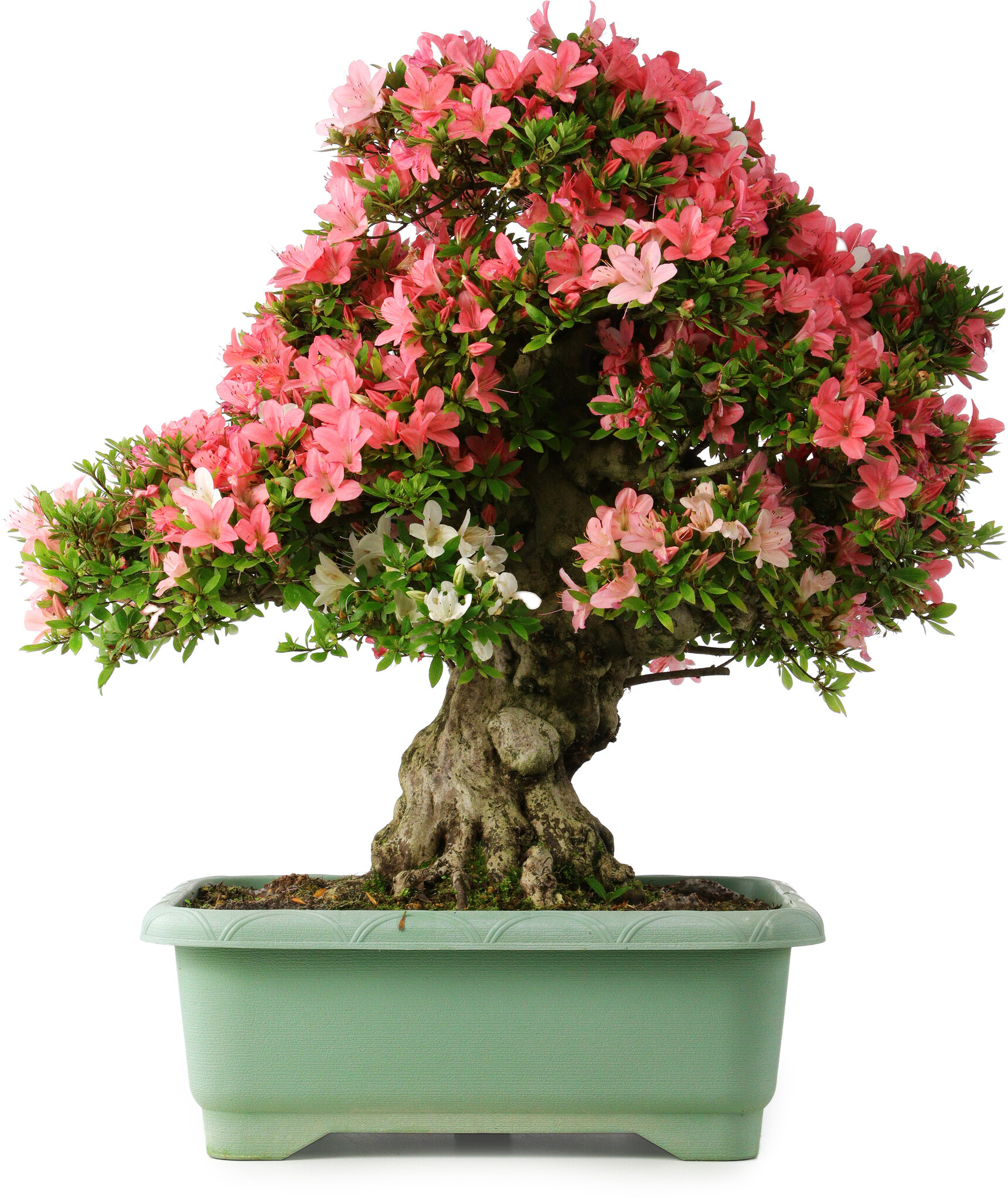 Rhododendron indicum, 67 cm, ± 30 years old, with a nebari of 20 cm ...